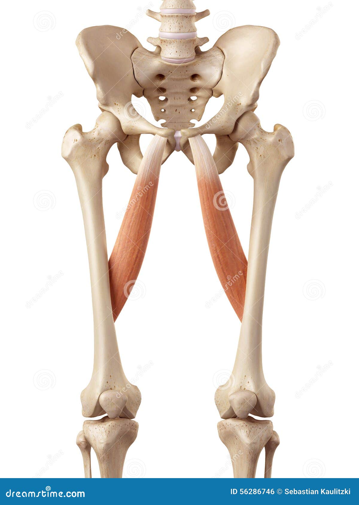 The adductor longus stock illustration. Illustration of bone - 56286746