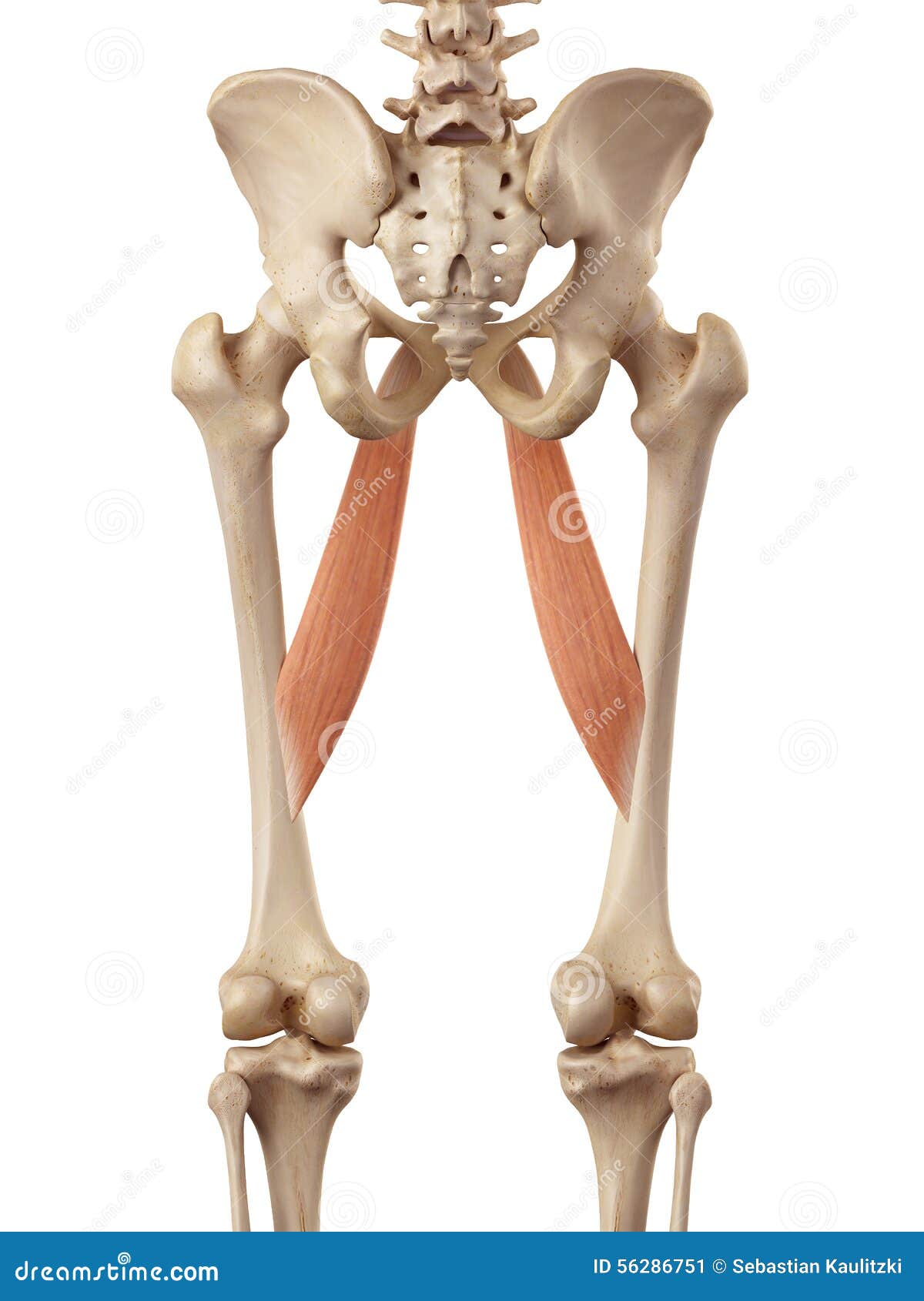 The adductor longus stock illustration. Illustration of white - 56286751