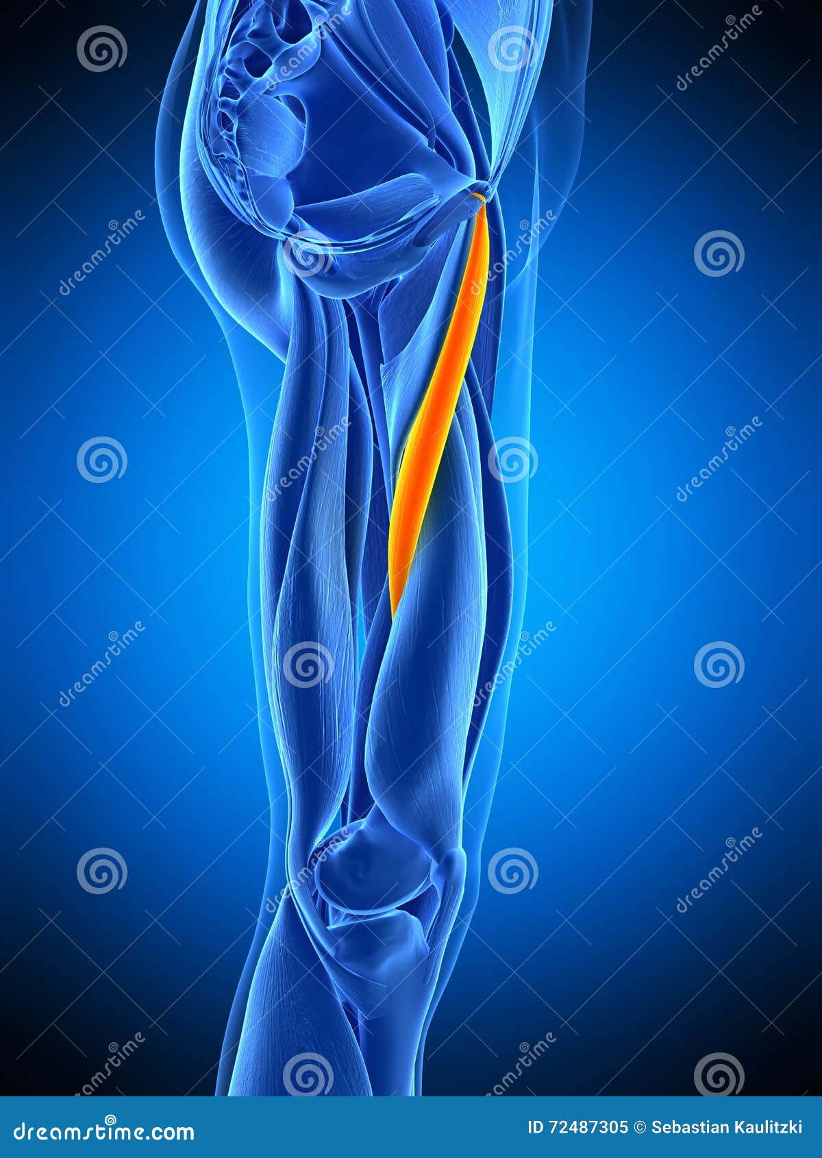 The adductor longus stock illustration. Illustration of upper - 72487305