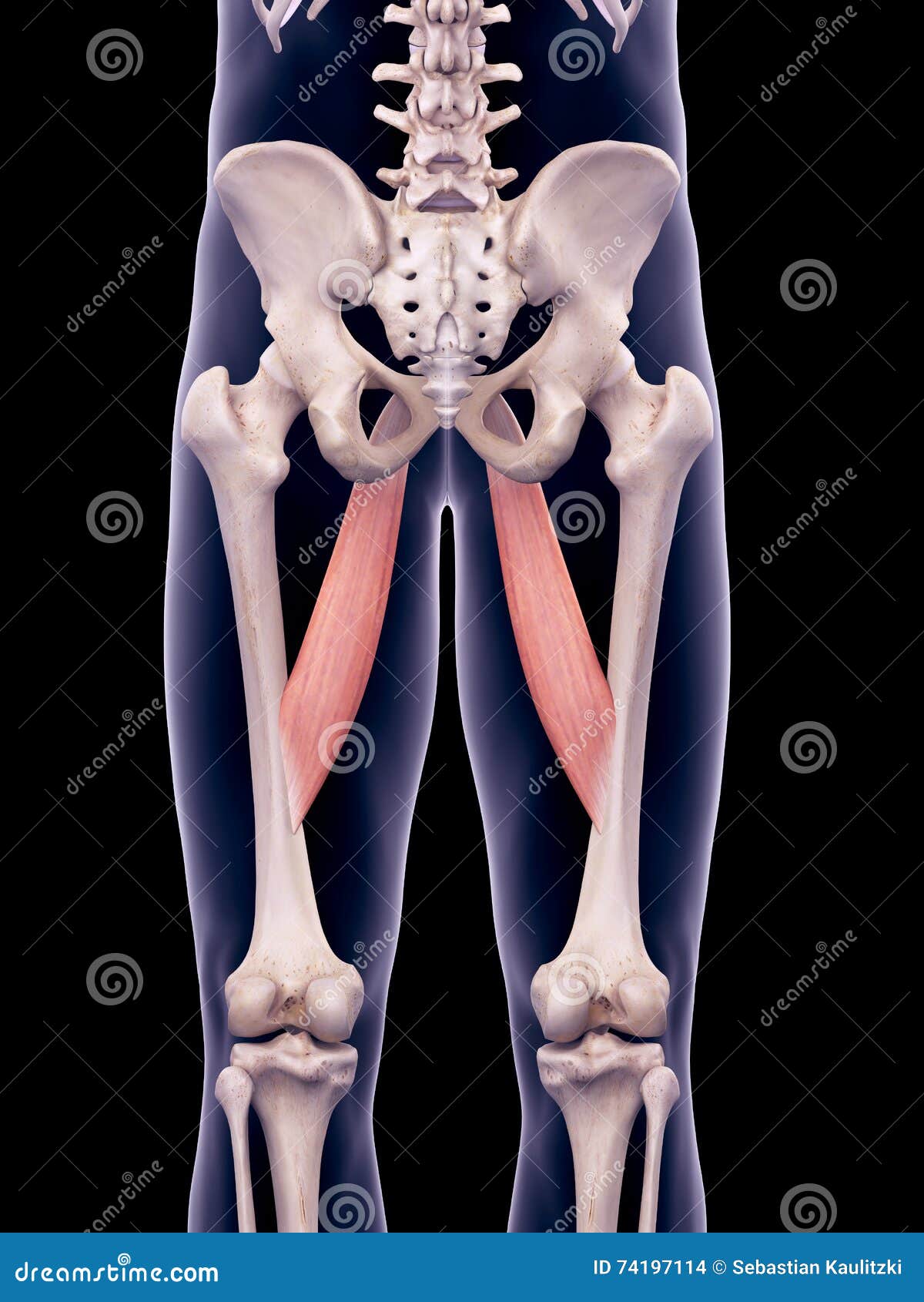 Adductor Longus Stock Illustration | CartoonDealer.com #168623053