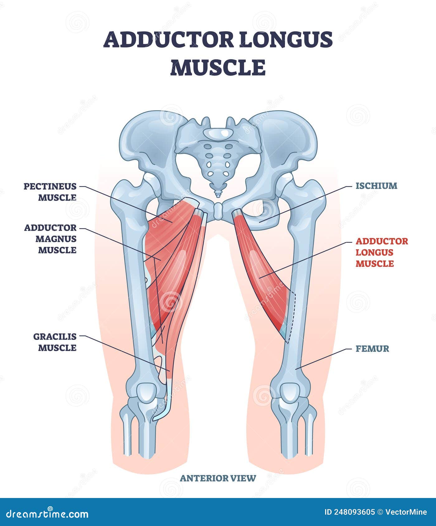 Groin Muscle Diagram