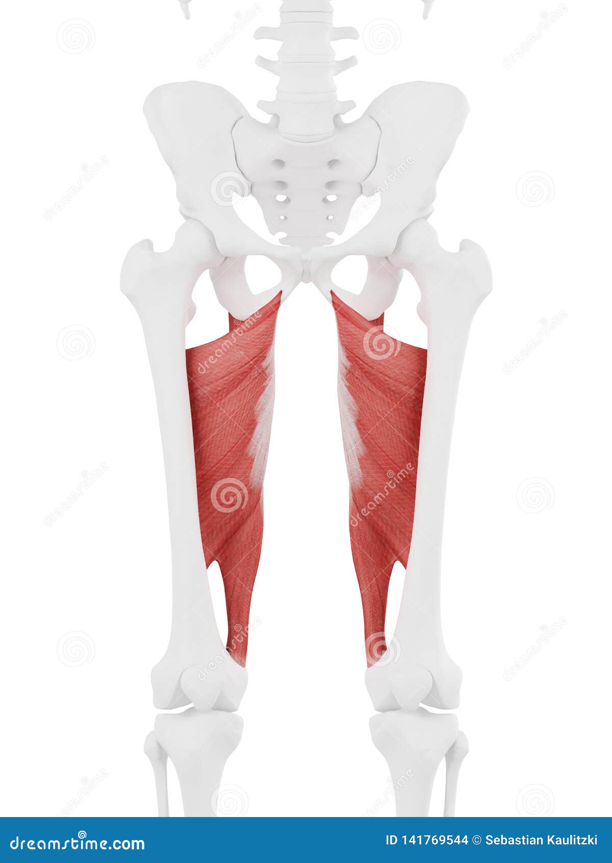 The Adductor Magnus stock illustration. Illustration of human - 141769544
