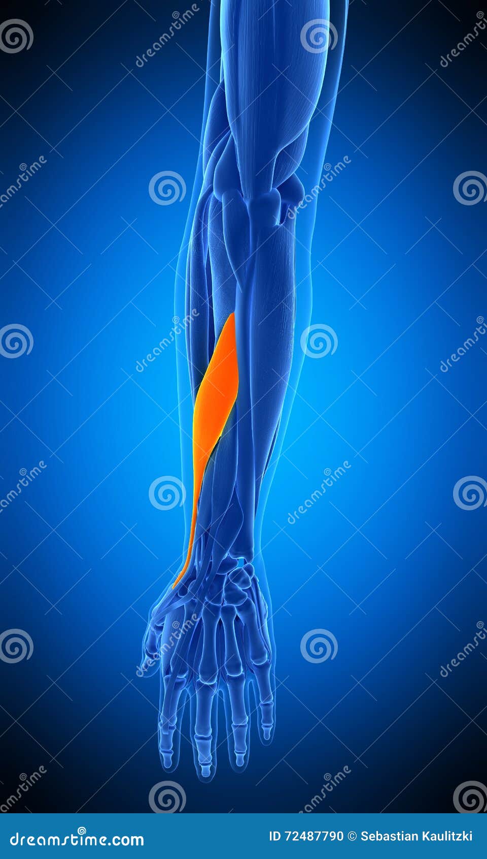 The Adductor Pollicis Longus Stock Illustration - Illustration of lower ...