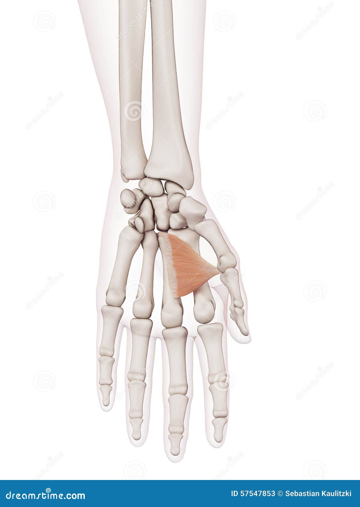 The adductor pollicis stock illustration. Illustration of skeleton ...