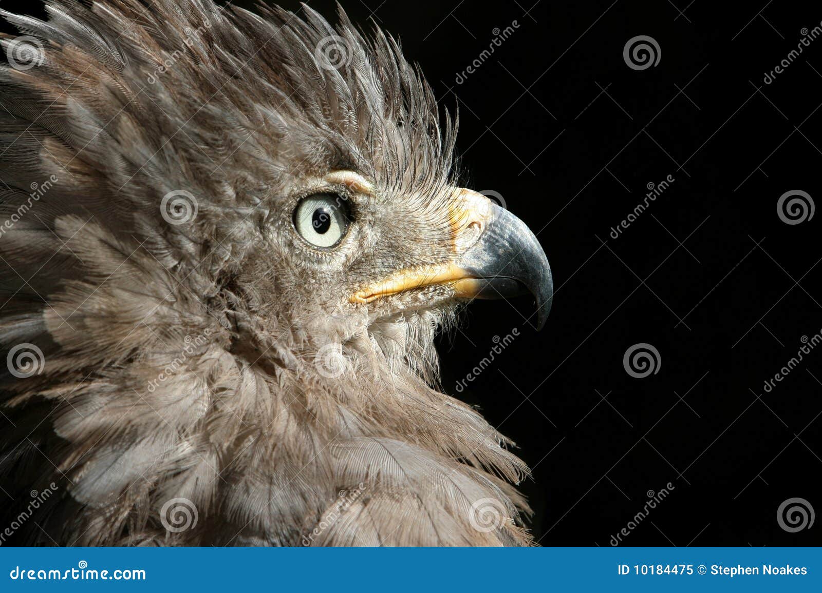 Adelaar kuif stock afbeelding. Image of roofvogel, hoofd - 10184475