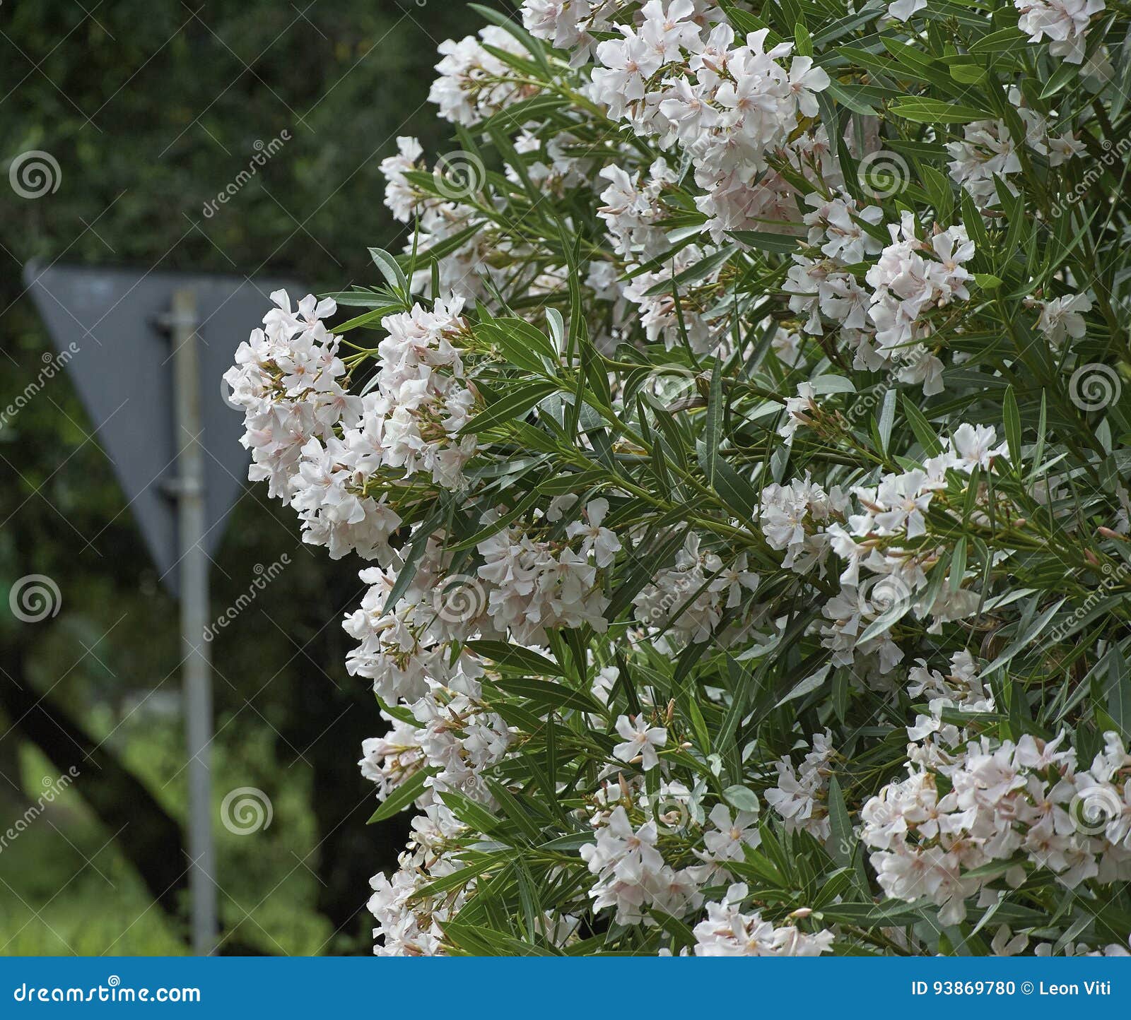 Adelfa Del Blanco De Detailof Foto de archivo - Imagen de arbusto ...