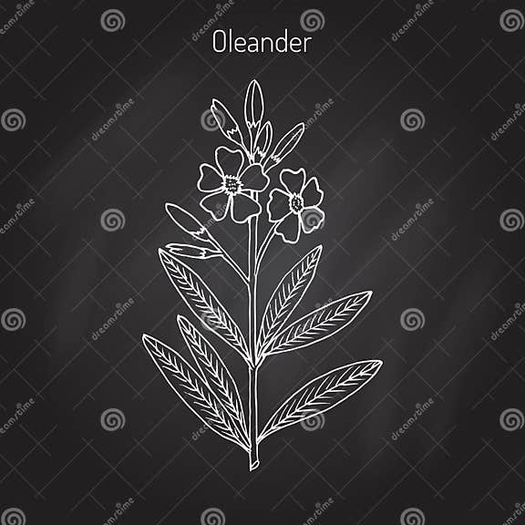 Adelfa Del Nerium Del Adelfa Ilustración del Vector - Ilustración de ...