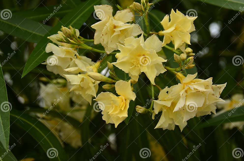 Adelfa salvaje (Nerium O.) foto de archivo. Imagen de estambre - 39936956