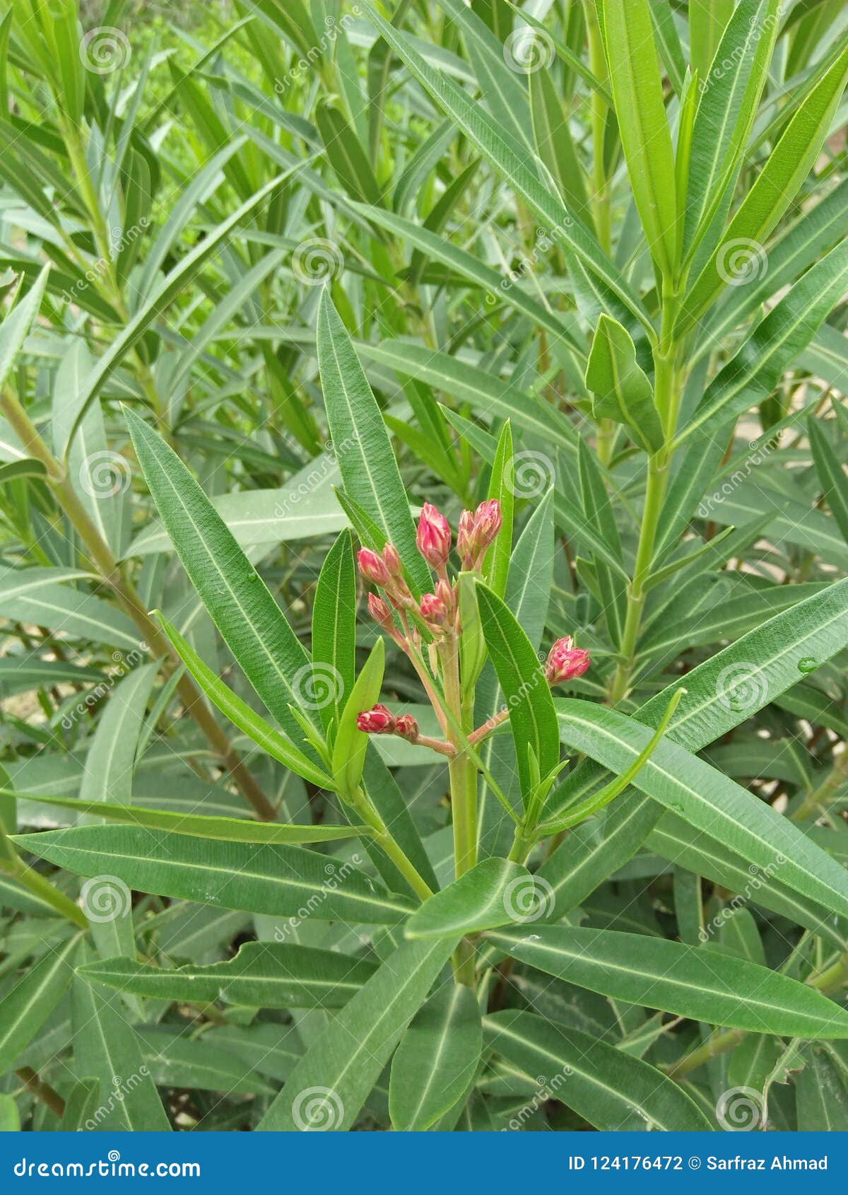 Adelfa Y X28; Oleander& X29 Del Nerium; Foto de archivo - Imagen de ...