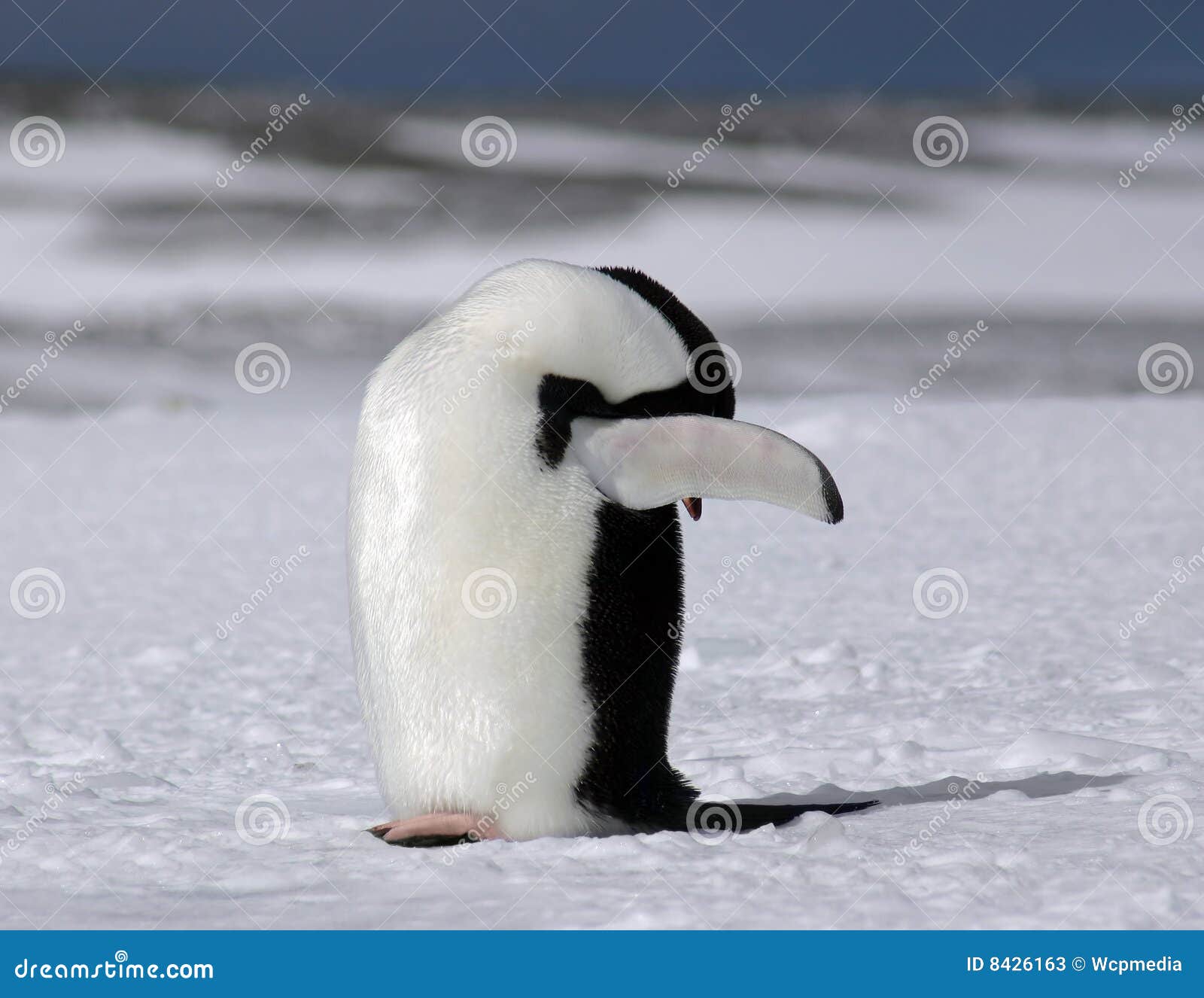Adelie Hiding stock image. Image of bird, hide, invisible - 8426163