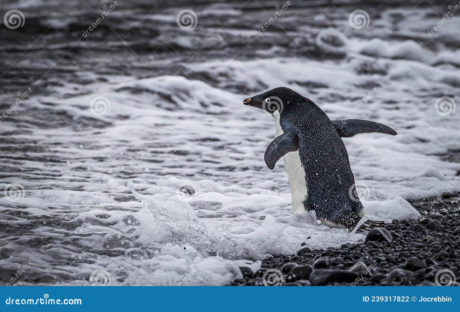 Adele Penguin Enters the Ocean Stock Photo - Image of feathers, nature ...