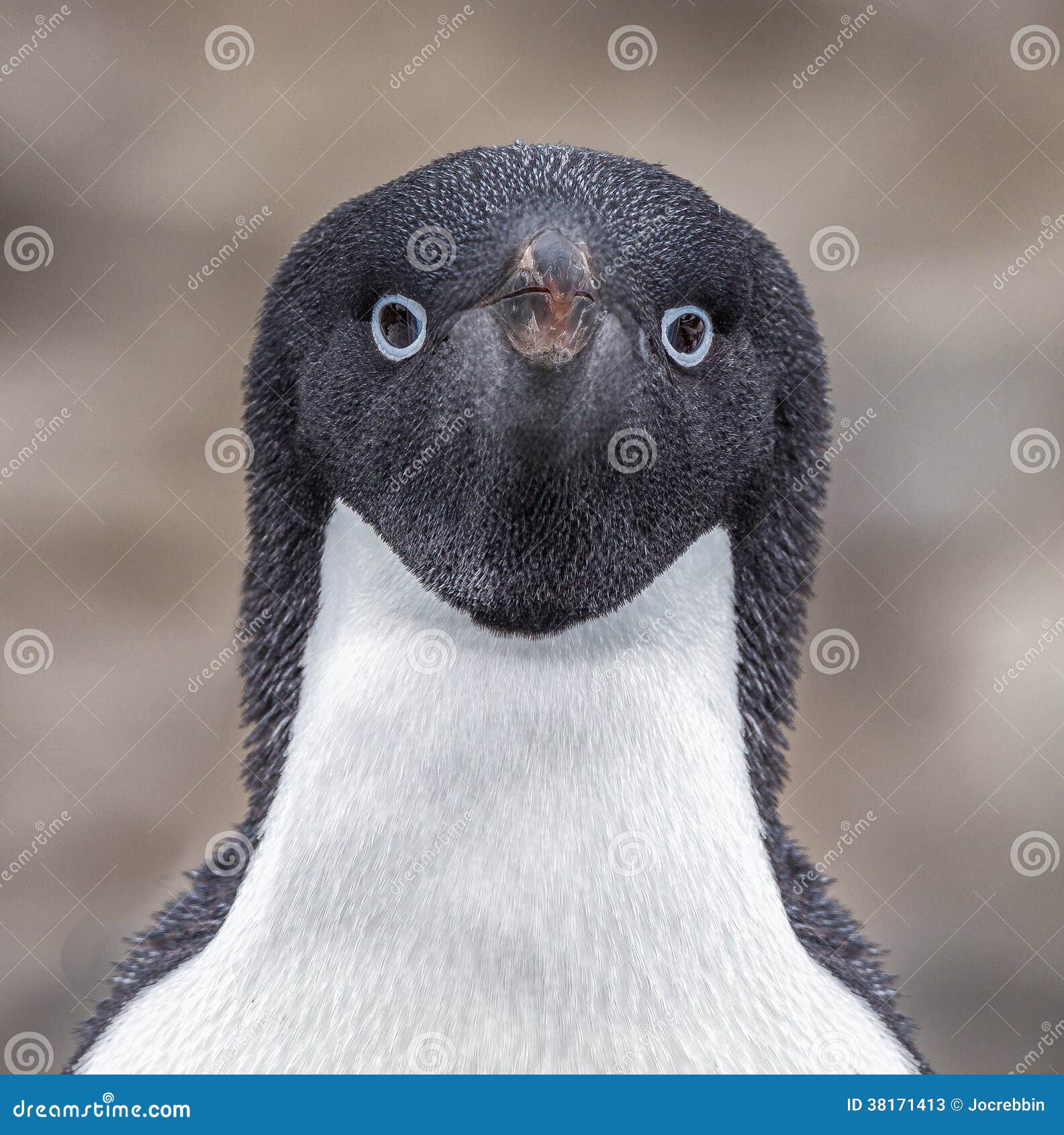 Adelie Penguin Looks Directly at Camera Stock Image - Image of penguin ...