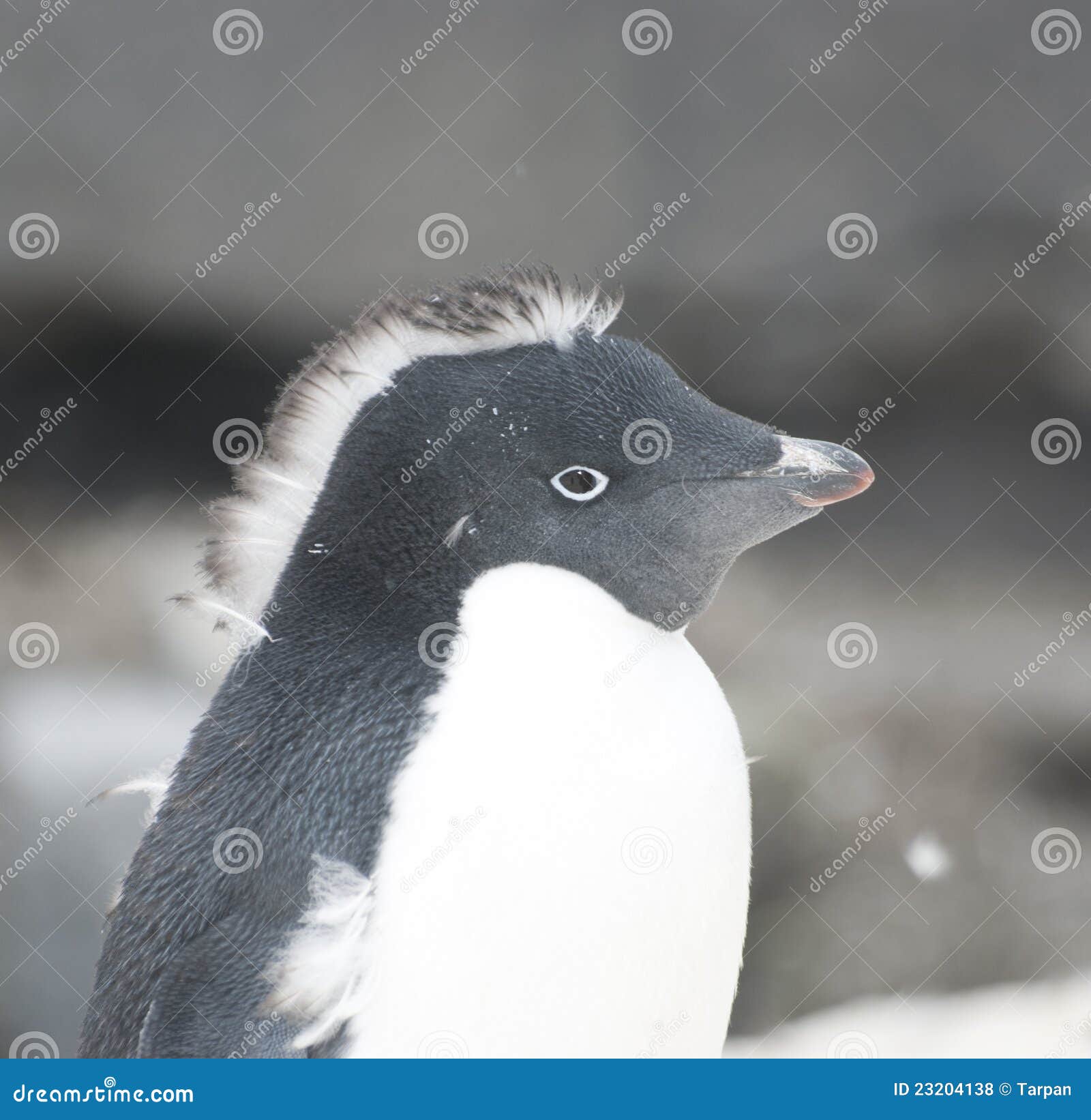 Adelie Penguin - Mohawk (iroquois). Stock Photo - Image of adventure ...