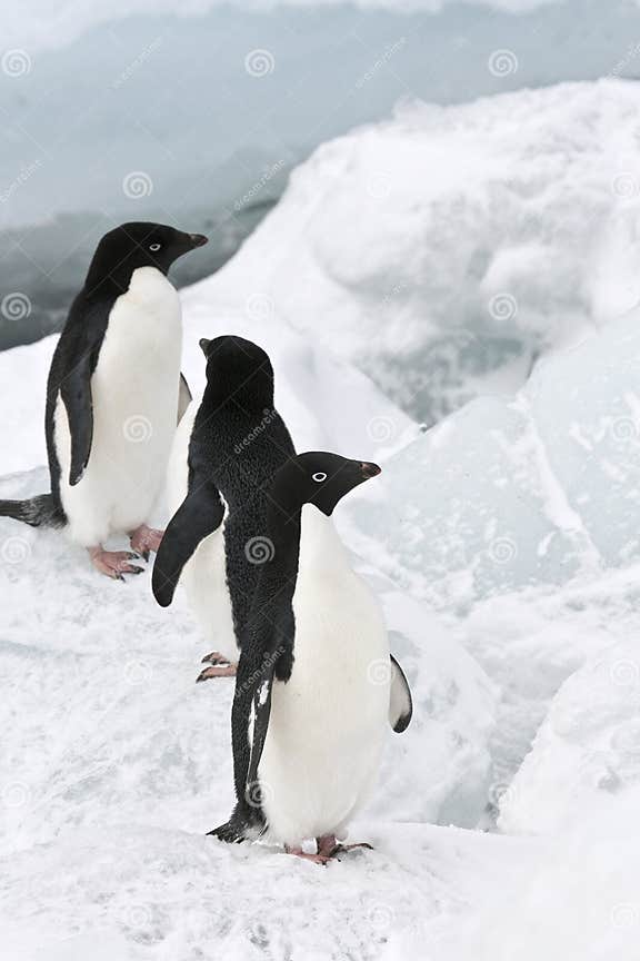Adelie Penguin (Pygoscelis Adeliae) Stock Photo - Image of adelie, cold ...