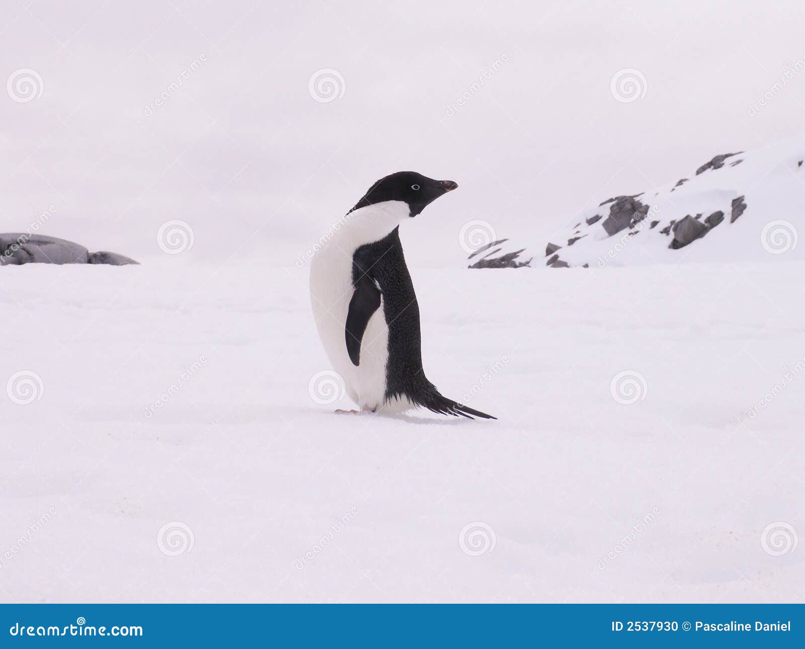 Adelie penguin in the snow stock photo. Image of frozen - 2537930