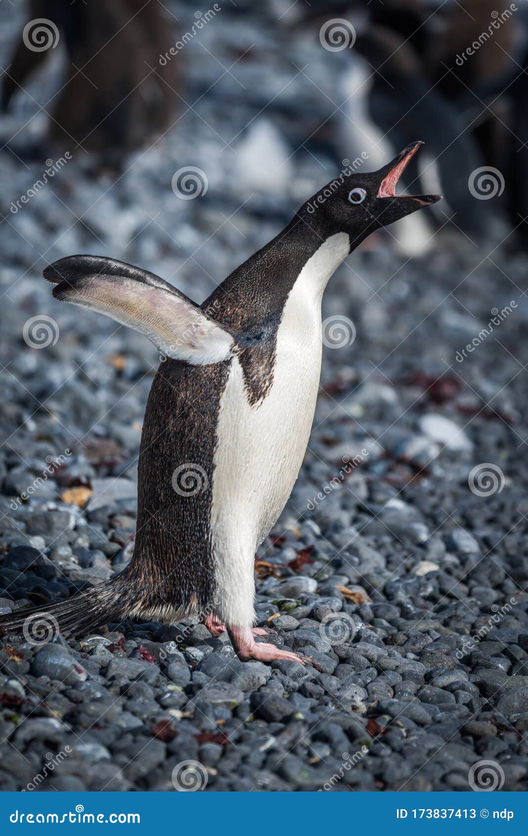 Adelie Penguin Squawking on Dark Shingle Beach Stock Image - Image of ...