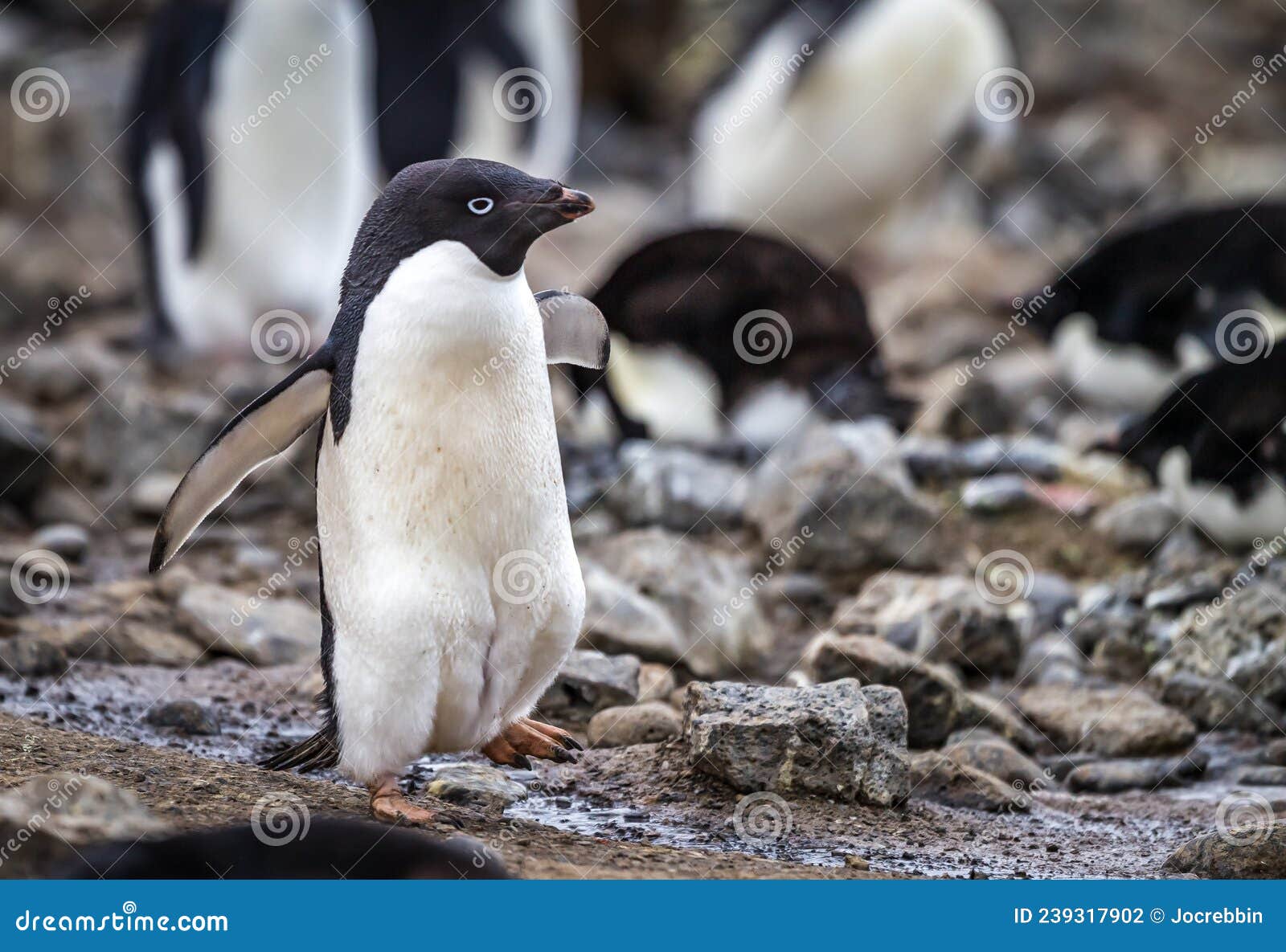 Adelie Penguin Walks from Left To Right Stock Photo - Image of ...