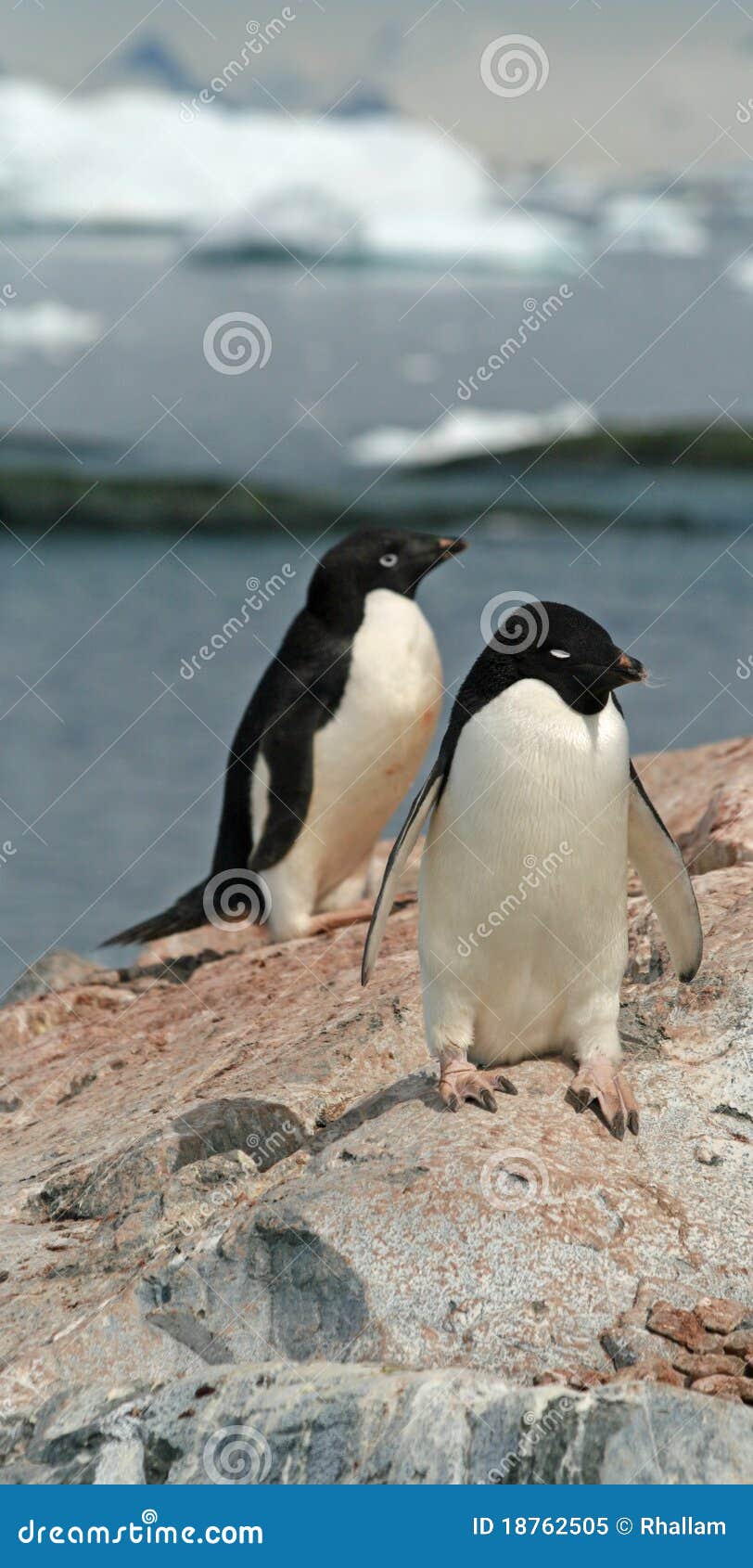 Adelie Penguins stock image. Image of pygoscelis, bird - 18762505