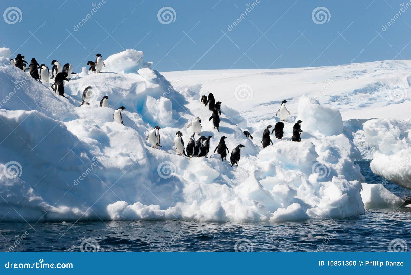 Adelie penguins on iceberg stock photo. Image of snow - 10851300
