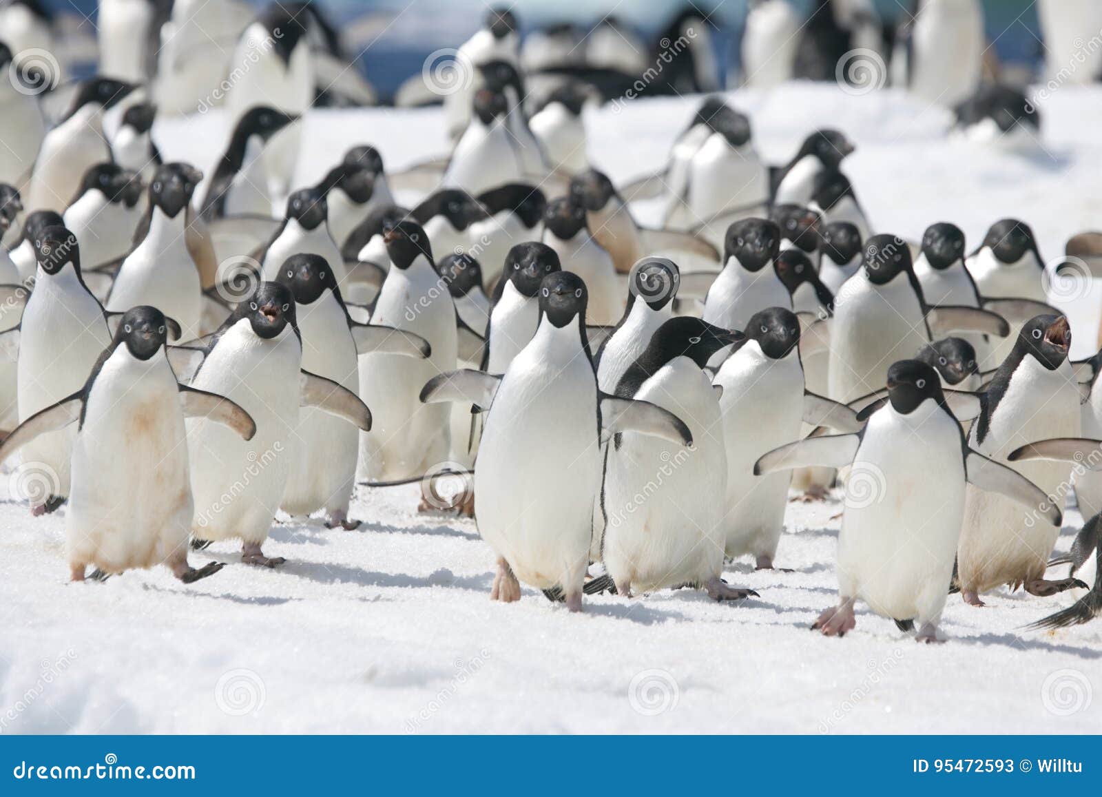 Adelie Penguins on Iceberg Off Antarctic Coast Stock Image - Image of ...