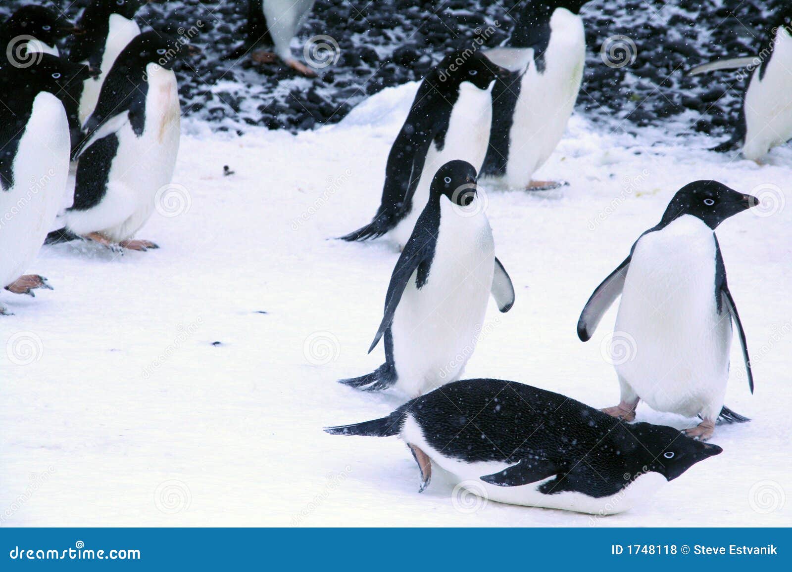 Adelie Penguins, Walking and Sliding To the Shoreline Stock Photo ...