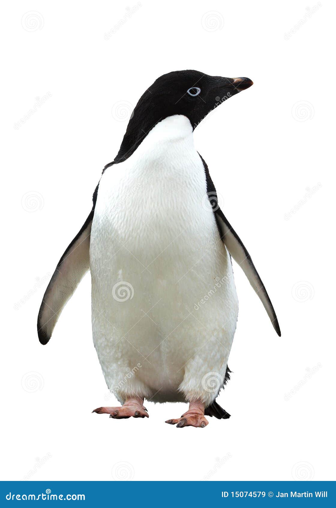 Adelie-Pinguin stockbild. Bild von tier, stehen, einzeln - 15074579