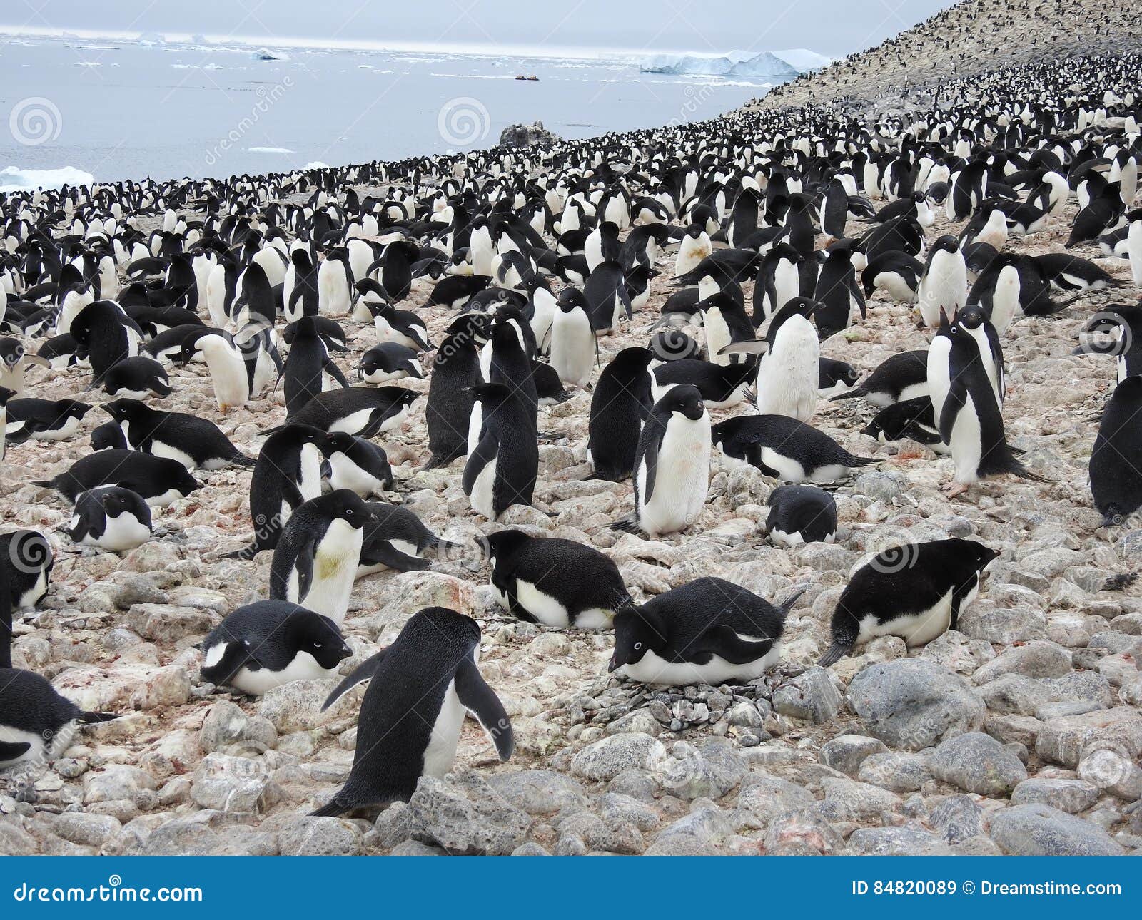Adelie-Pinguin-Kolonie stockbild. Bild von antarktisch - 84820089