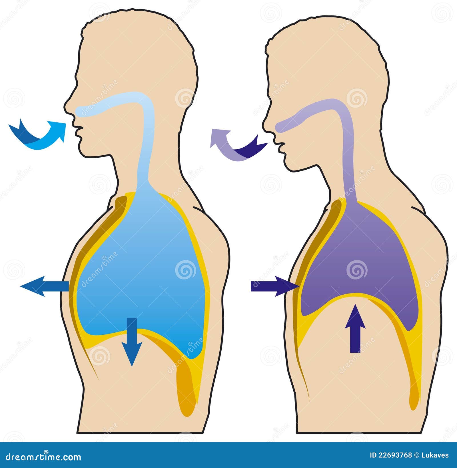 Ademhaling vector illustratie. Illustration of hart, diafragma - 22693768