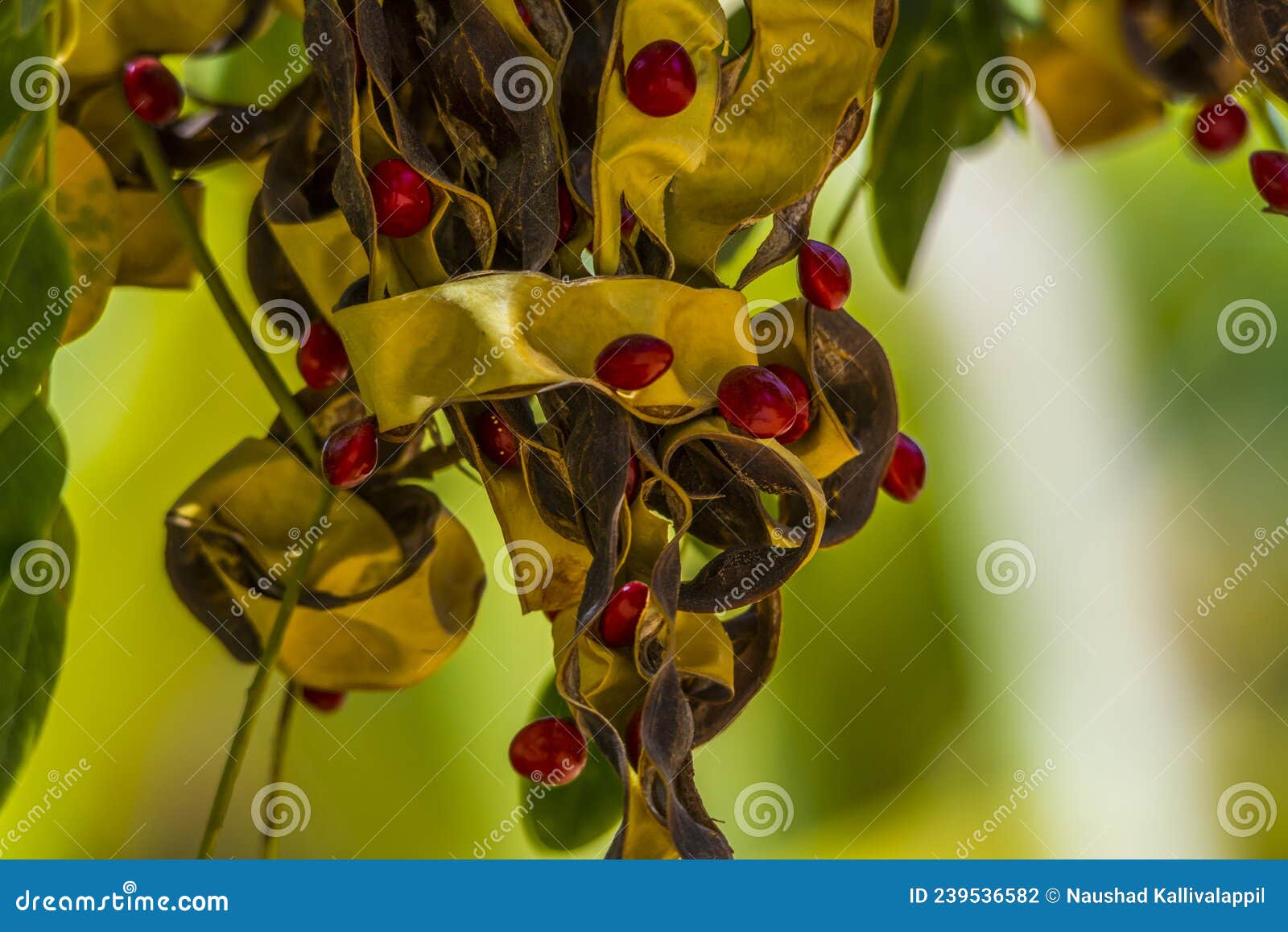 Adenanthera pavonina seeds stock photo. Image of finger - 239536582