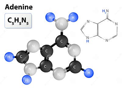 Adenine molecule stock vector. Illustration of nucleobase - 65613546