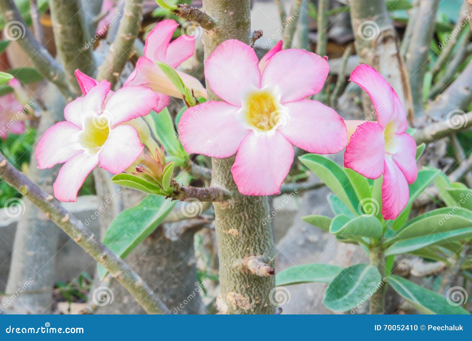 Adenium花 库存照片. 图片 包括有 气候, 工厂, 花束, 地方性, 热带, 泰国, 唯一, 本质 - 70052410