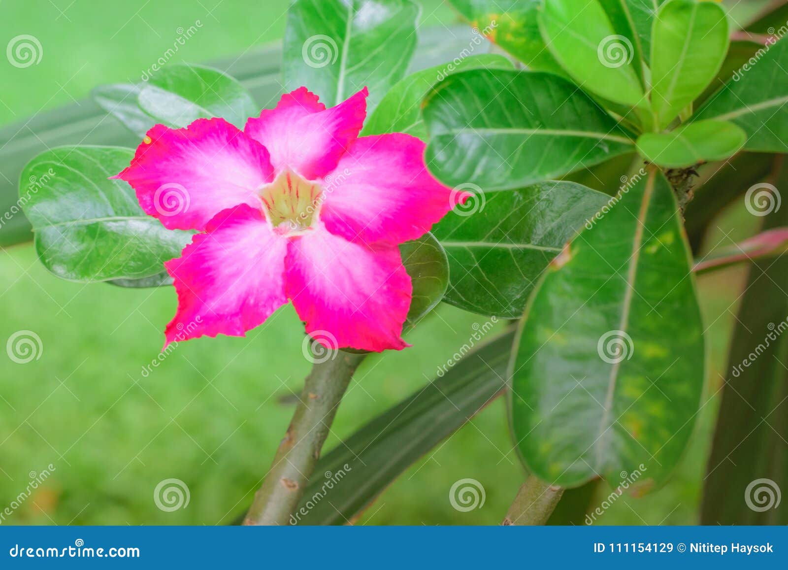 Adenium стоковое изображение. изображение насчитывающей импала - 111154129