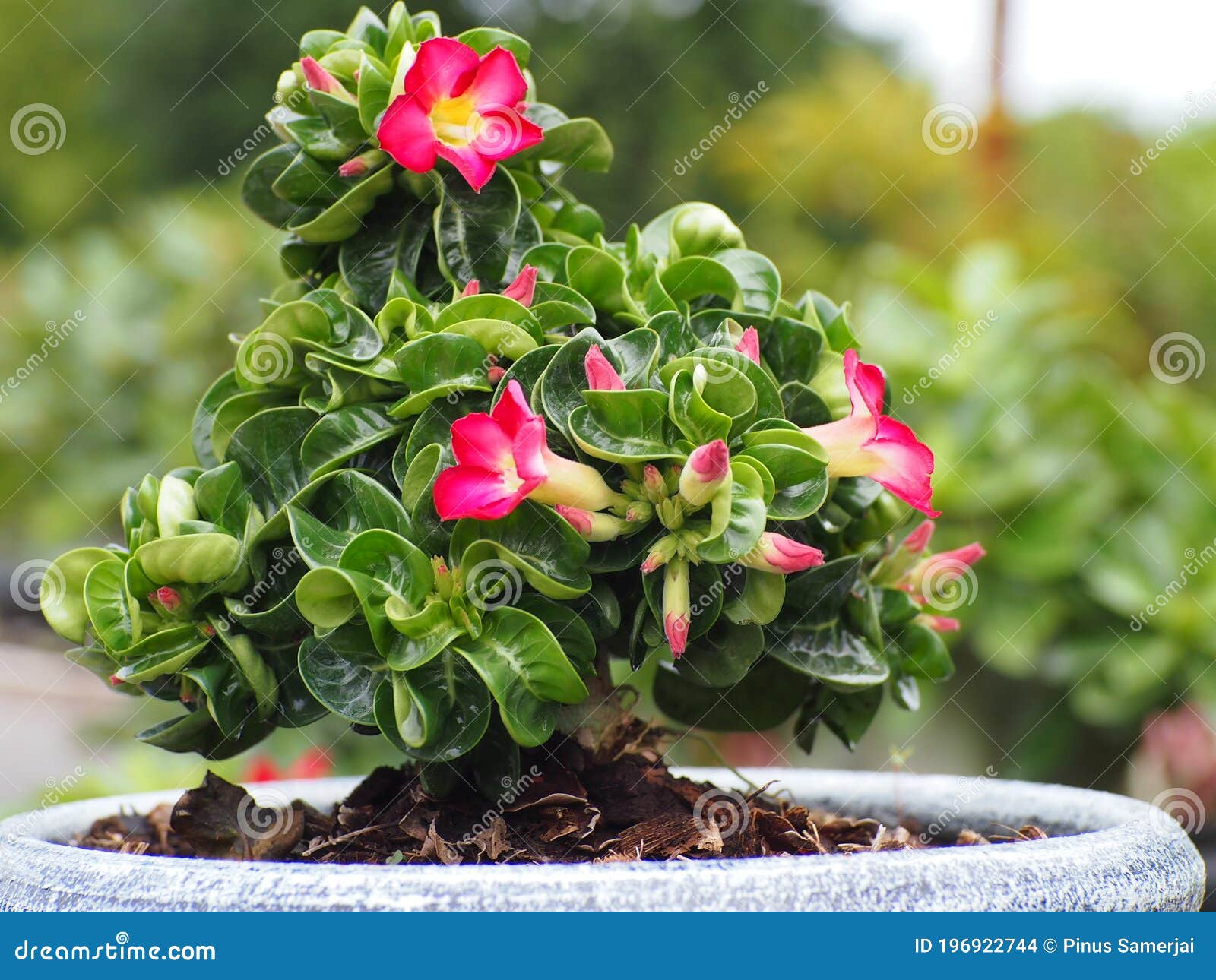 Adenium Available in Thailand Stock Photo - Image of adenium ...