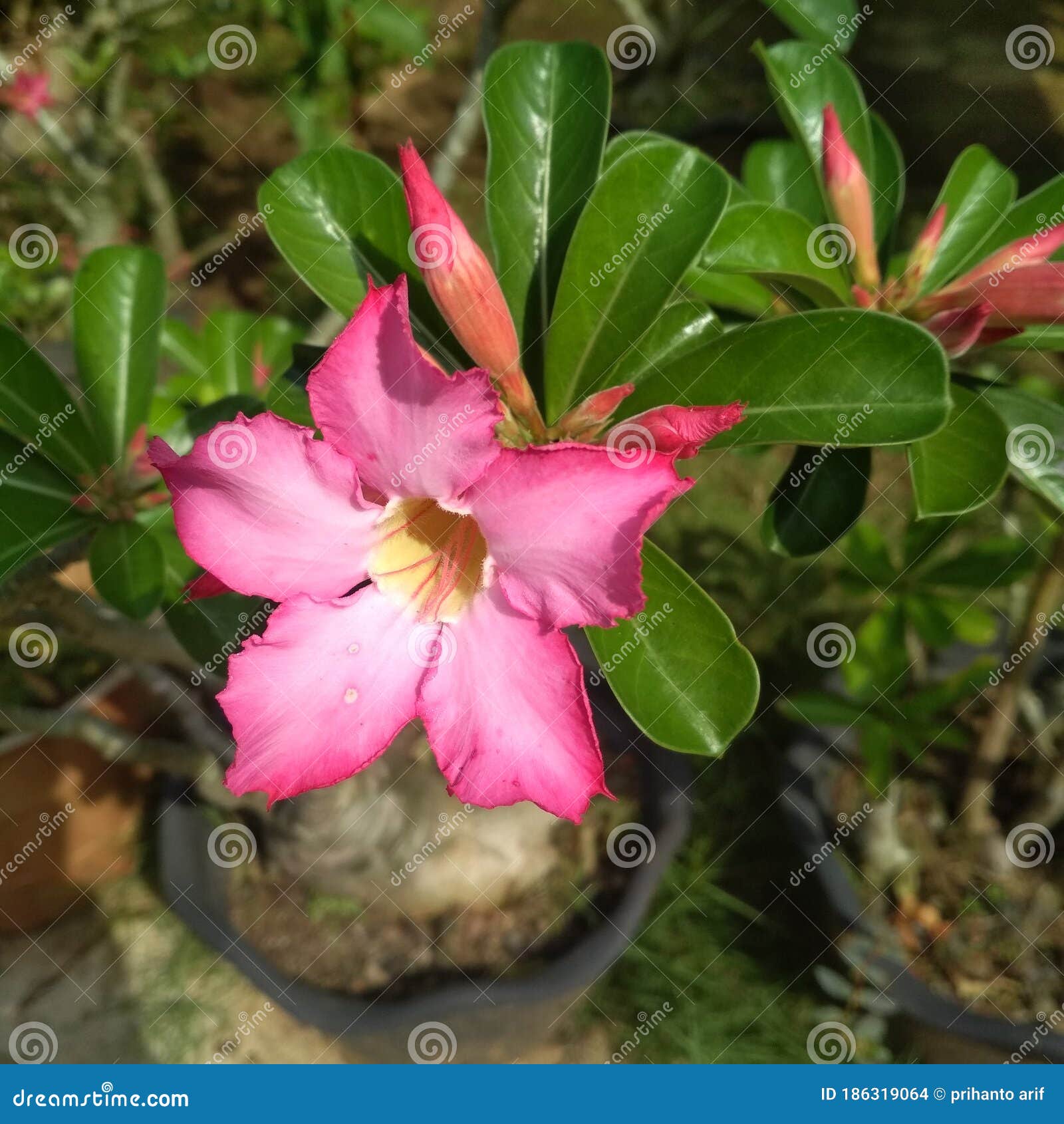 Adenium stock photo. Image of adenium, garden, bunga - 186319064