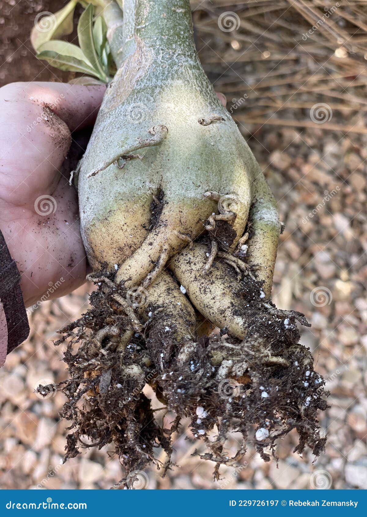 Adenium Caudex Stock Photography | CartoonDealer.com #229726346