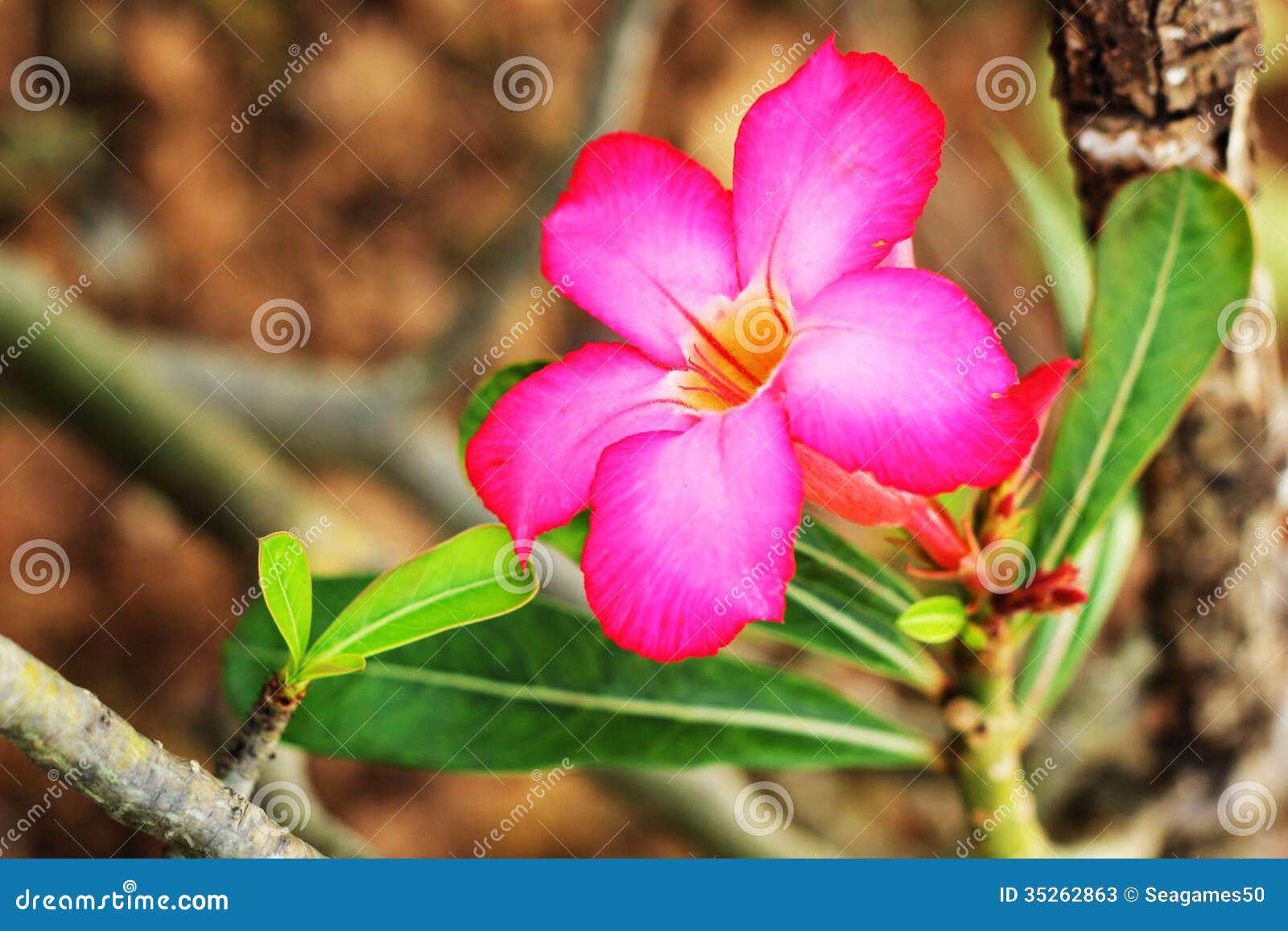 Adenium De Lis D'impala - Fleurs Roses Image stock - Image du ...