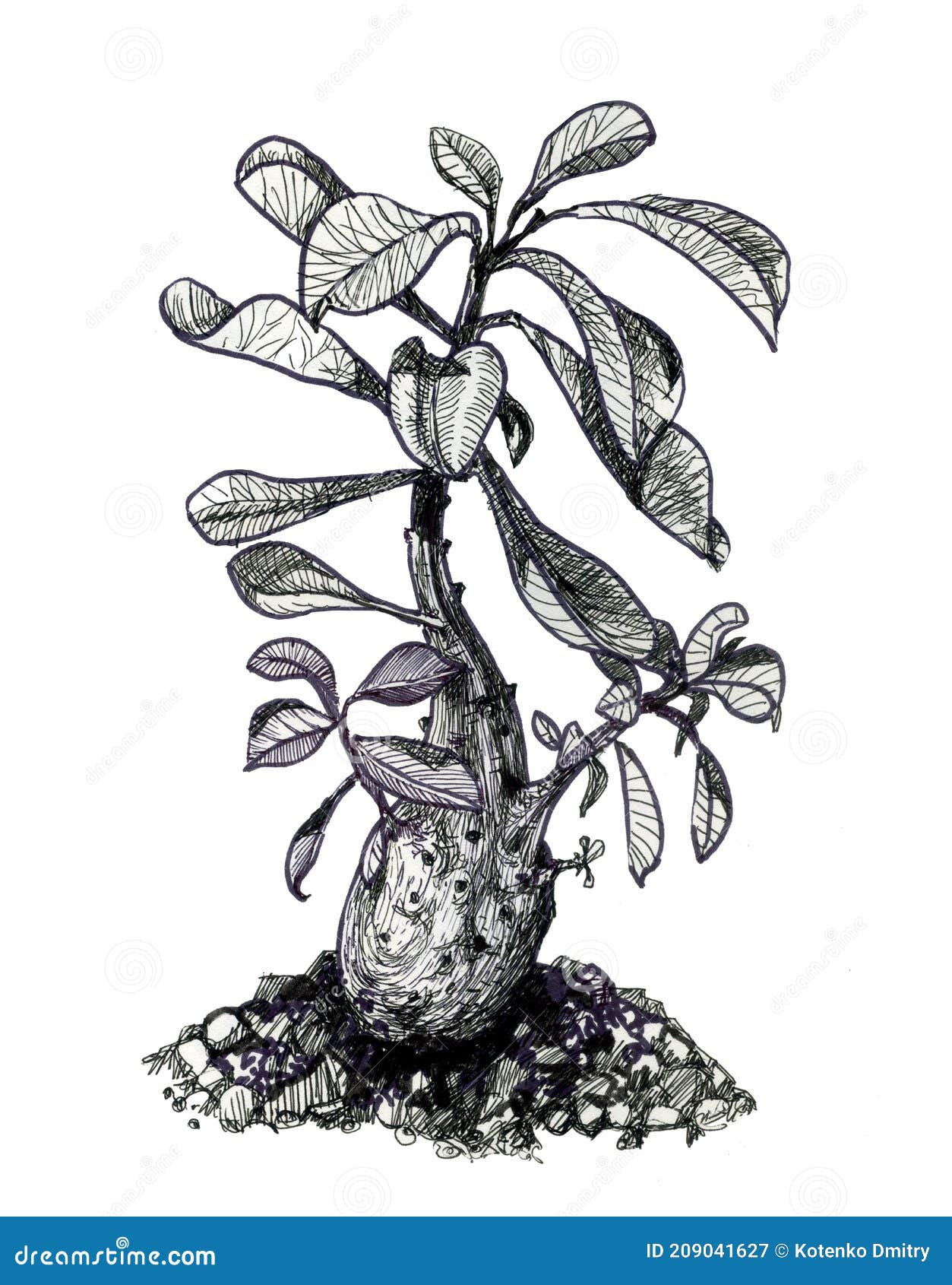 Adenium Desert Rose Ink Drawing Stock Illustration Illustration Of