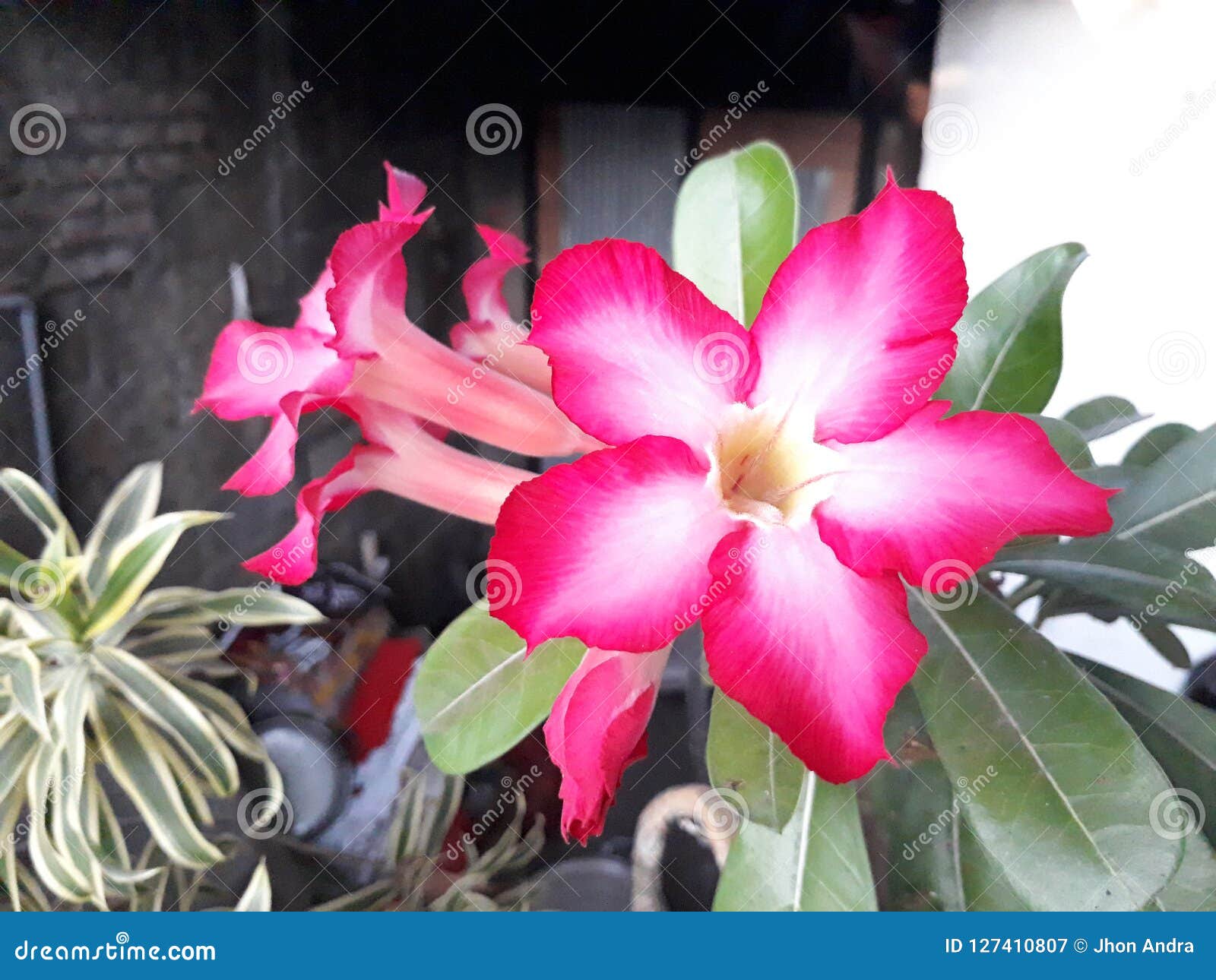 Adenium fliwer stock image. Image of plant, garden, white - 127410807