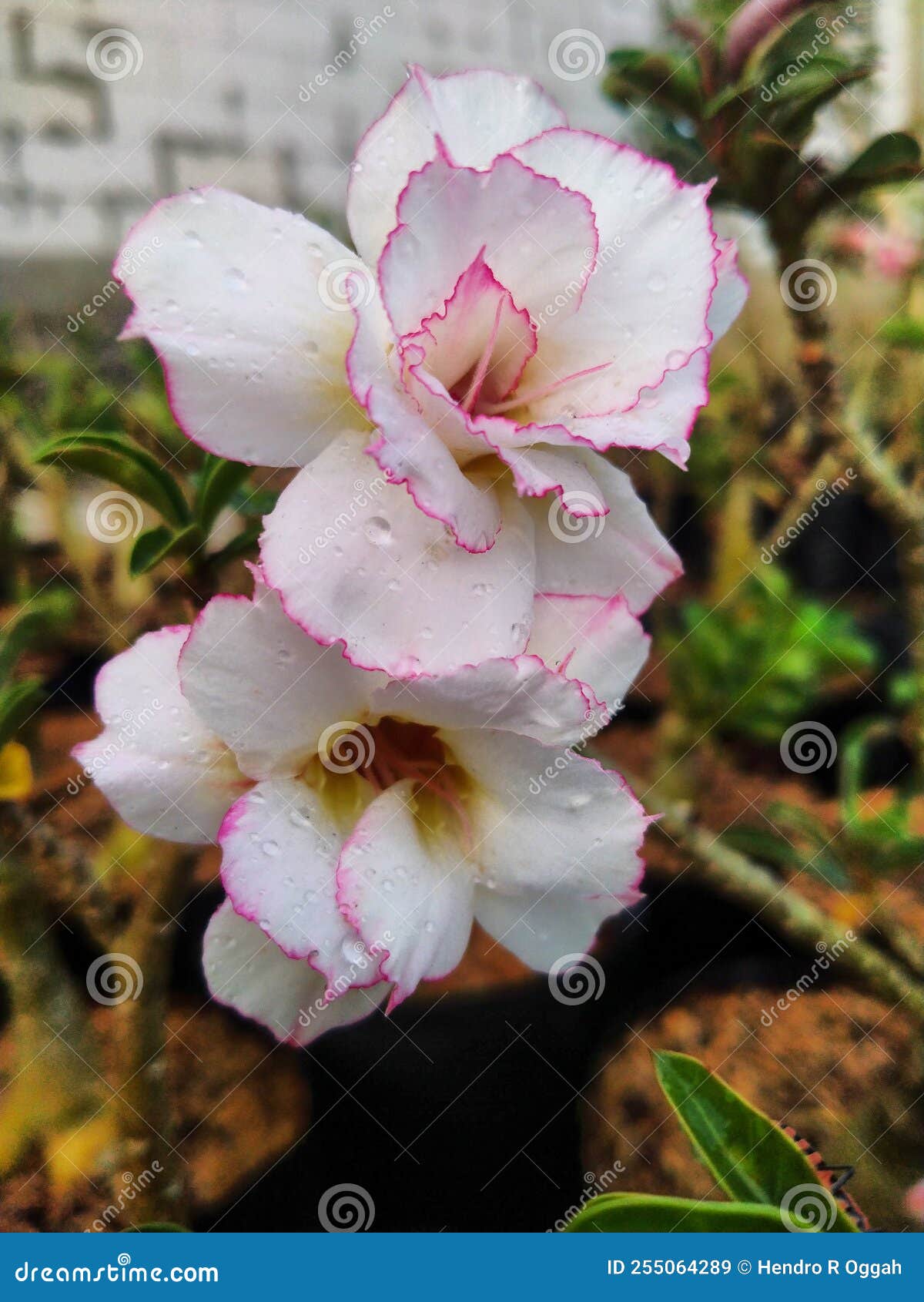 Adenium flower stock image. Image of wildflower, pink - 255064289