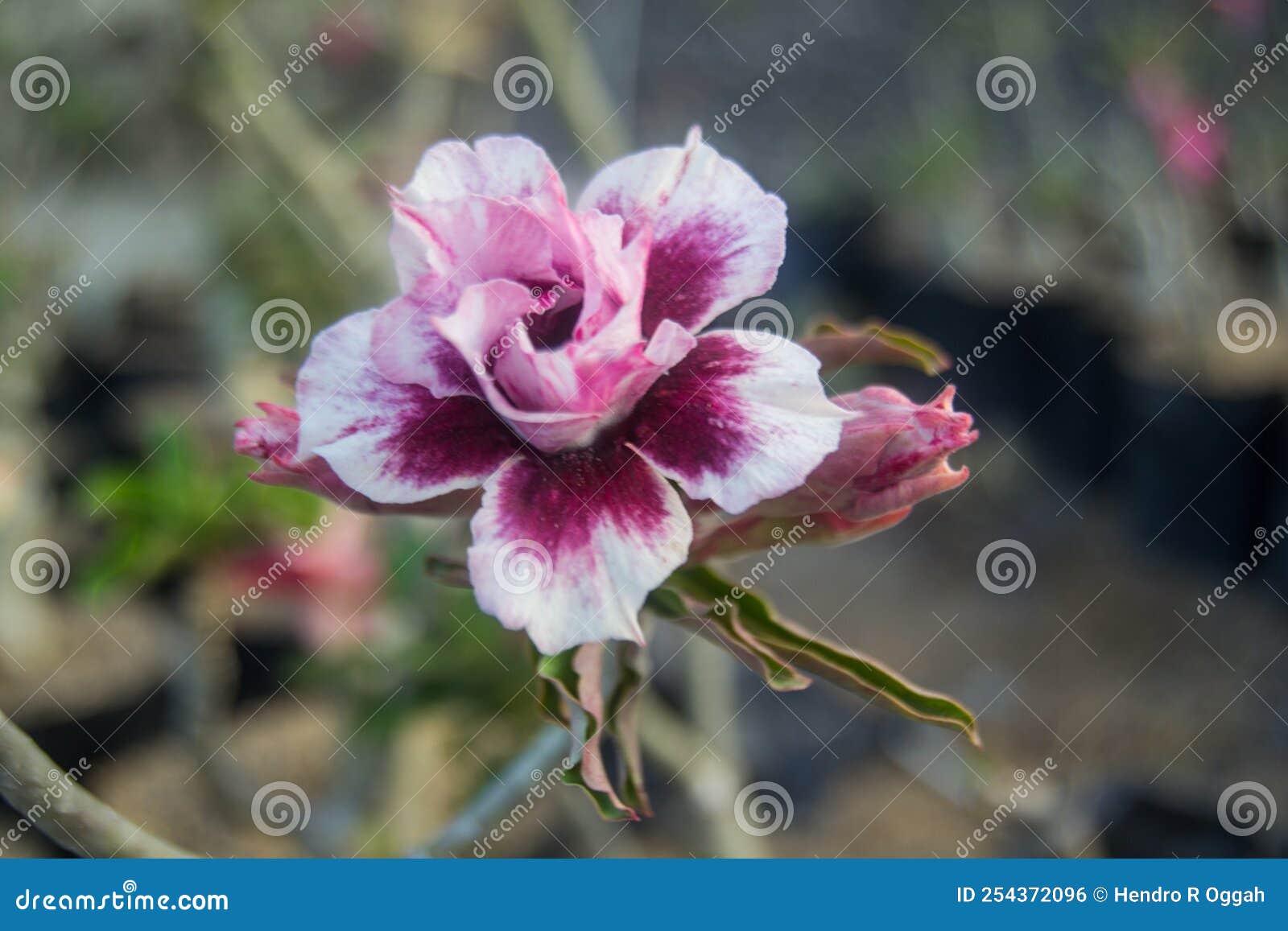 Adenium flower stock photo. Image of branch, spring - 254372096