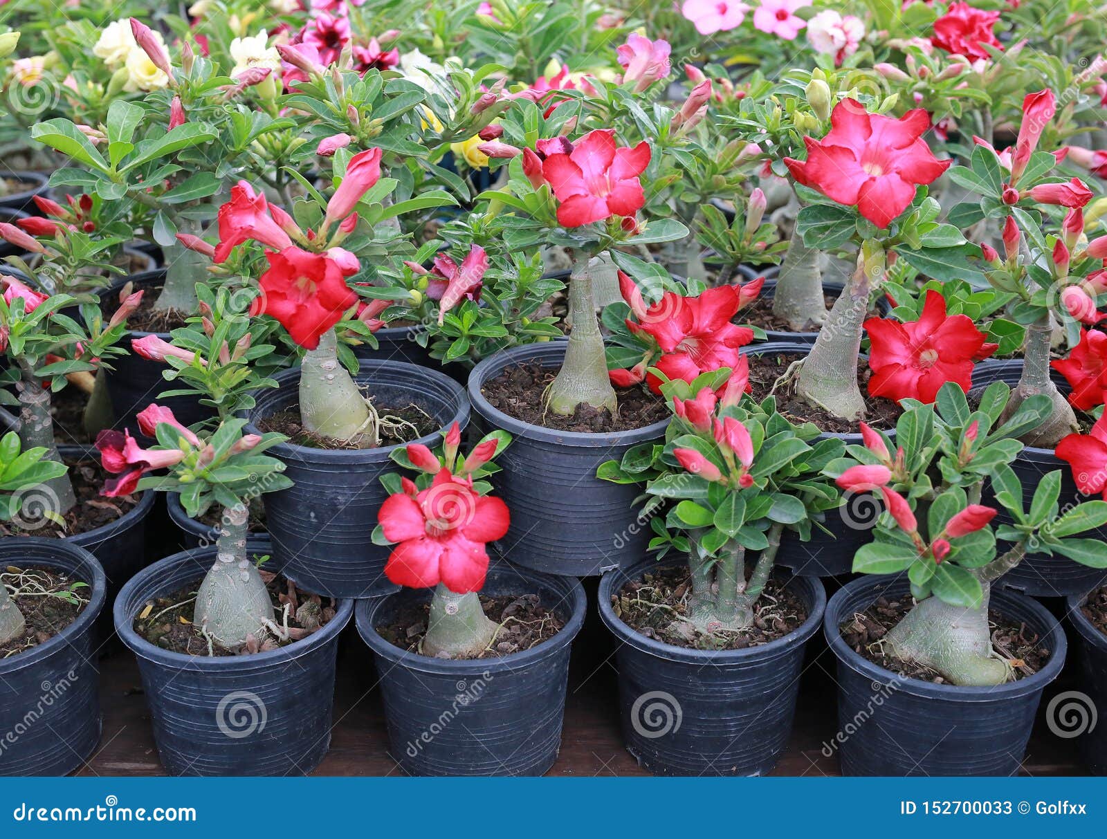 Adenium Flowers in Black Plastic Pot Stock Image - Image of adenium ...