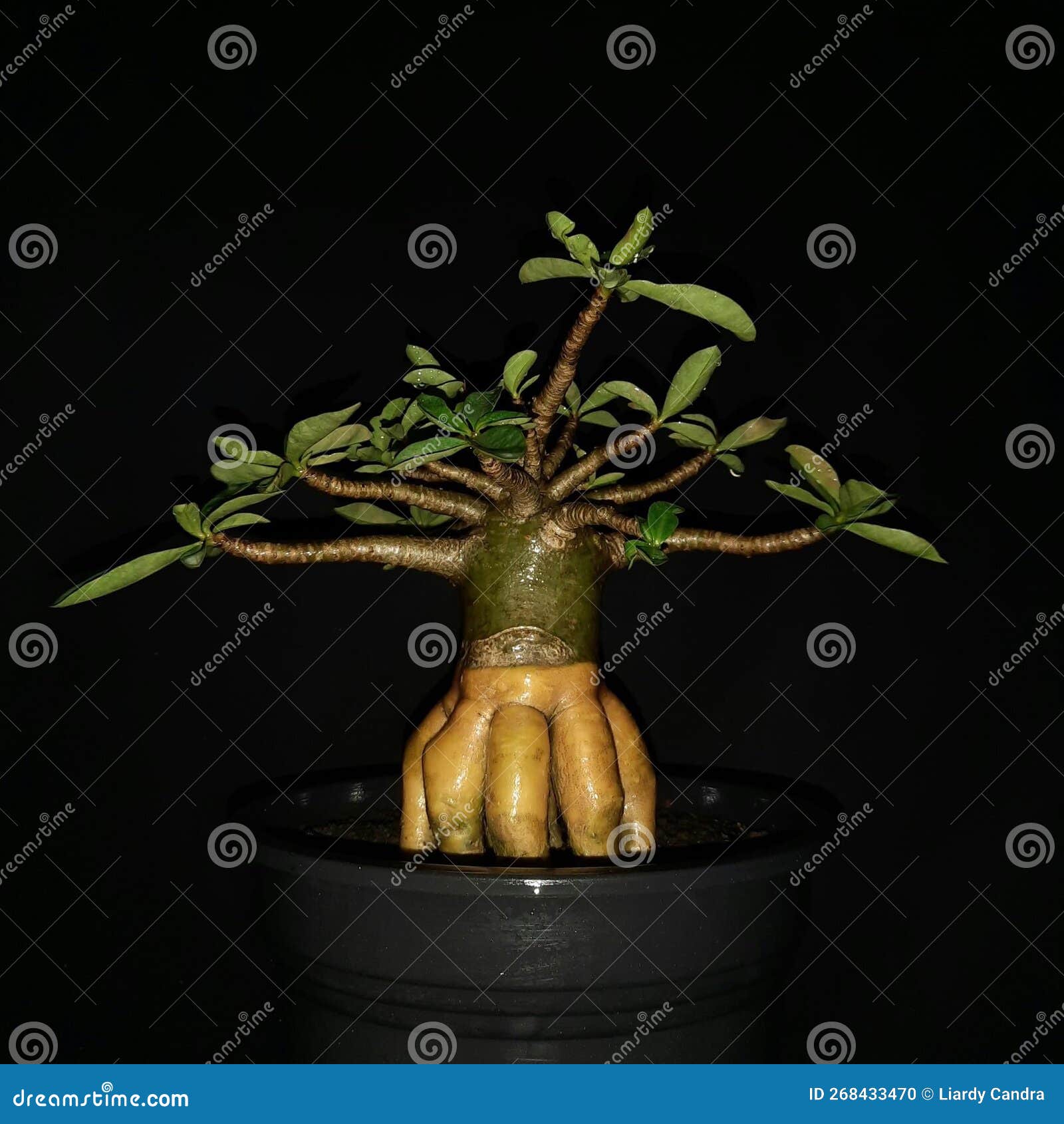 Adenium stock photo. Image of golden, plant, root, gardenning - 268433470