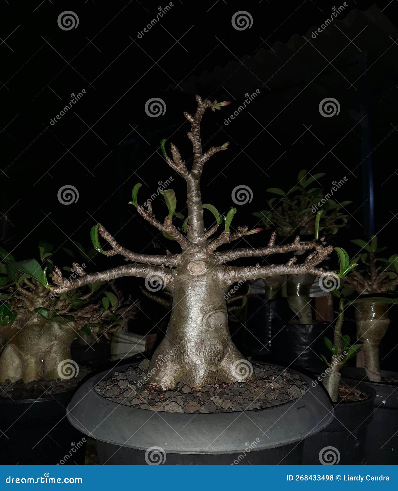 Adenium stock photo. Image of horizontal, branch, adenium - 268433498