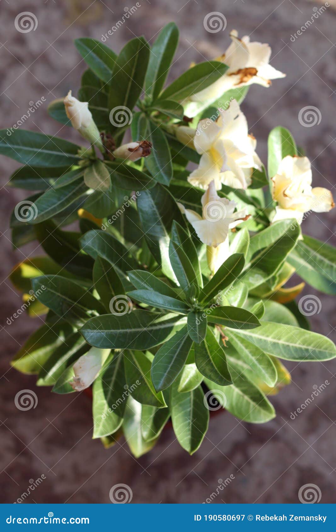 Adenium ivory 0356 stock image. Image of decorative - 190580697