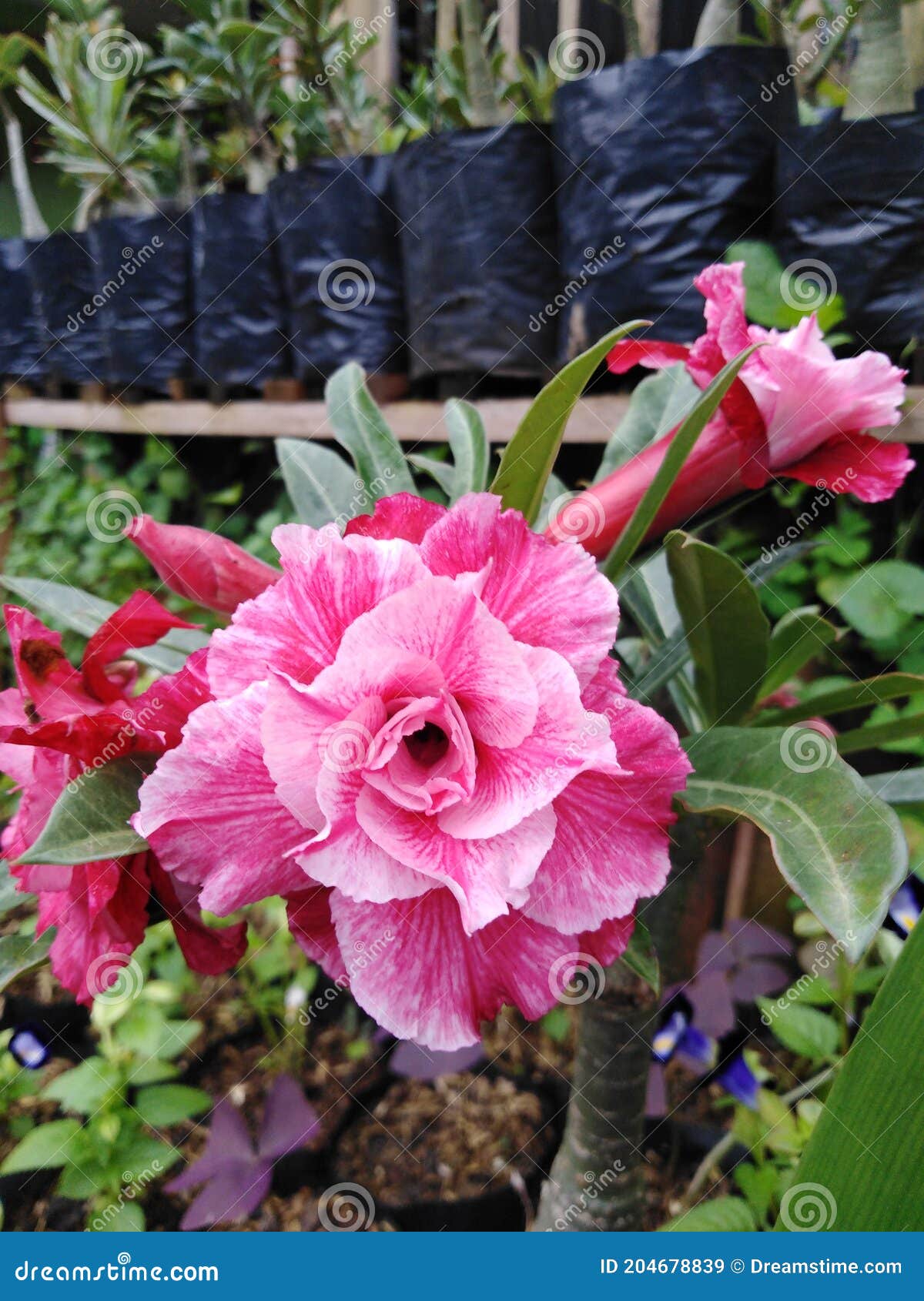 Adenium Obessum Hybrid Blooming Stock Image - Image of garden, hybrid ...