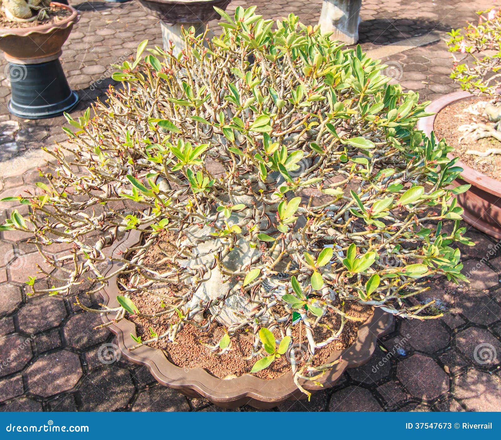 Adenium Obesum or Bonsai Tree Stock Image - Image of azaria, floral ...