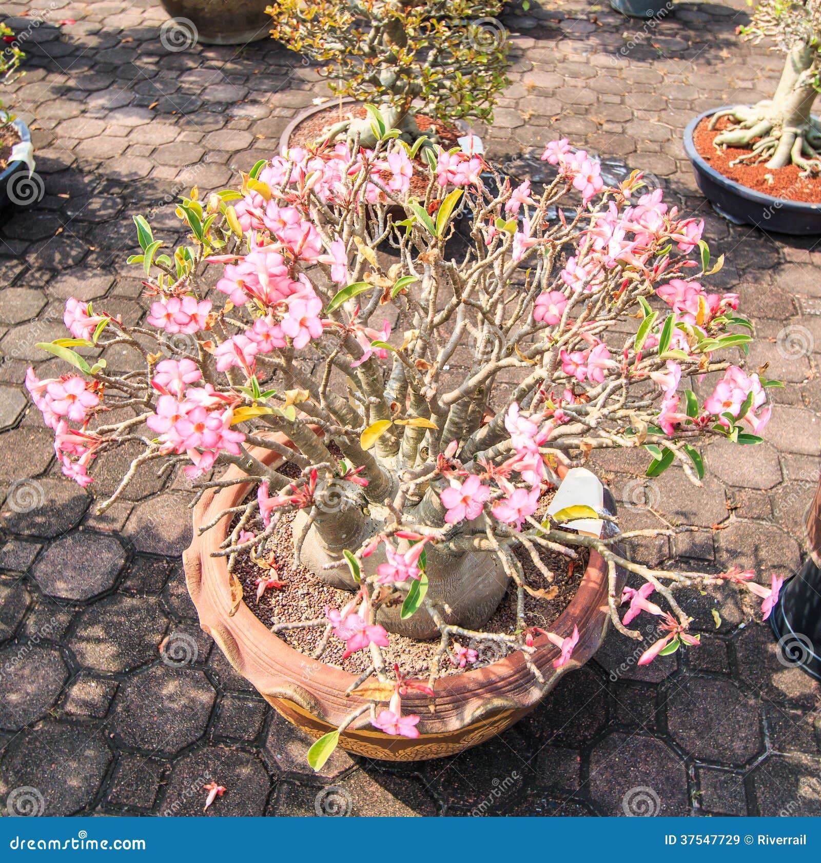 Adenium Obesum or Bonsai Tree Stock Image - Image of floral, azaria ...