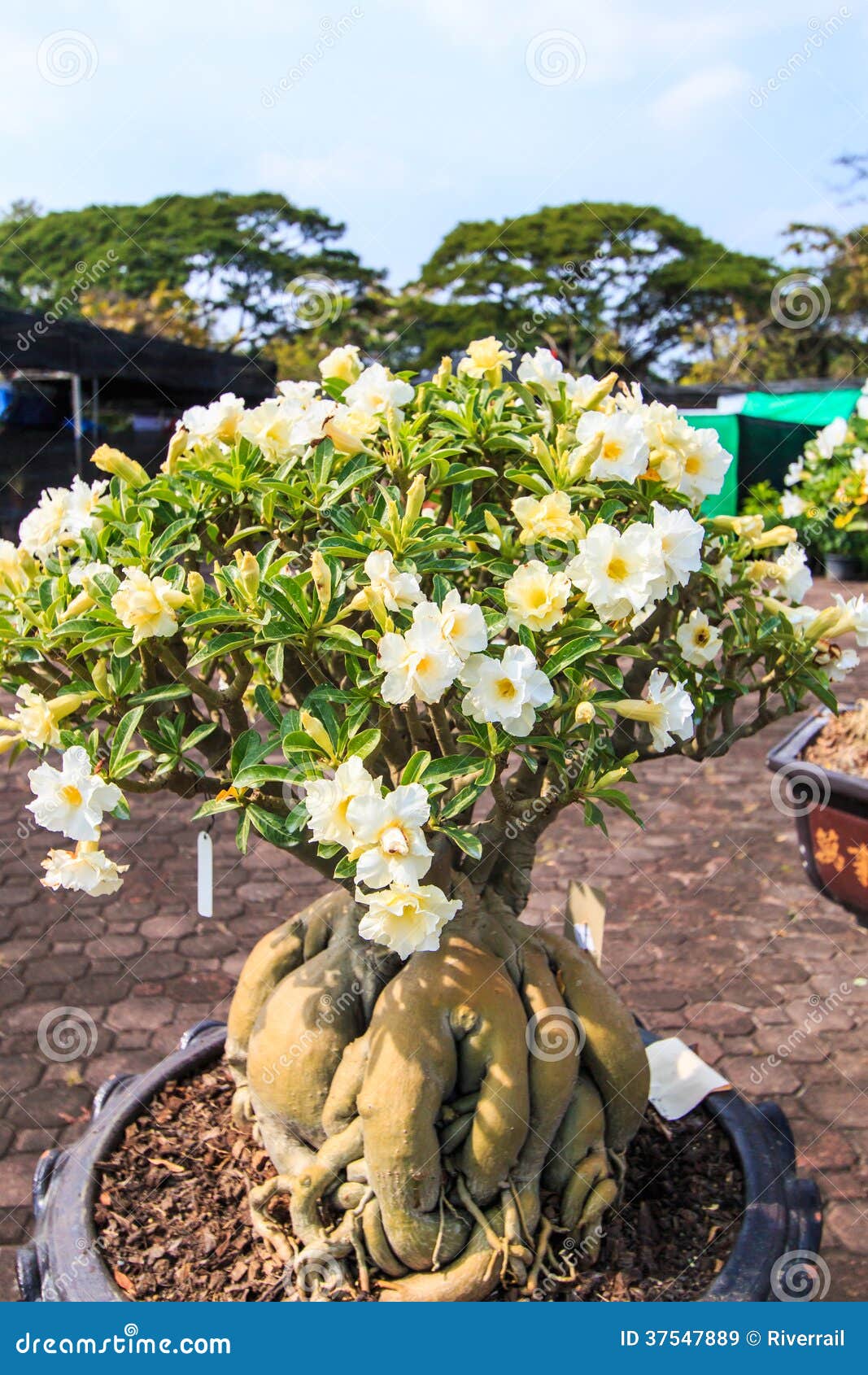 Adenium Obesum or Bonsai Tree Stock Image - Image of foliage, flora ...