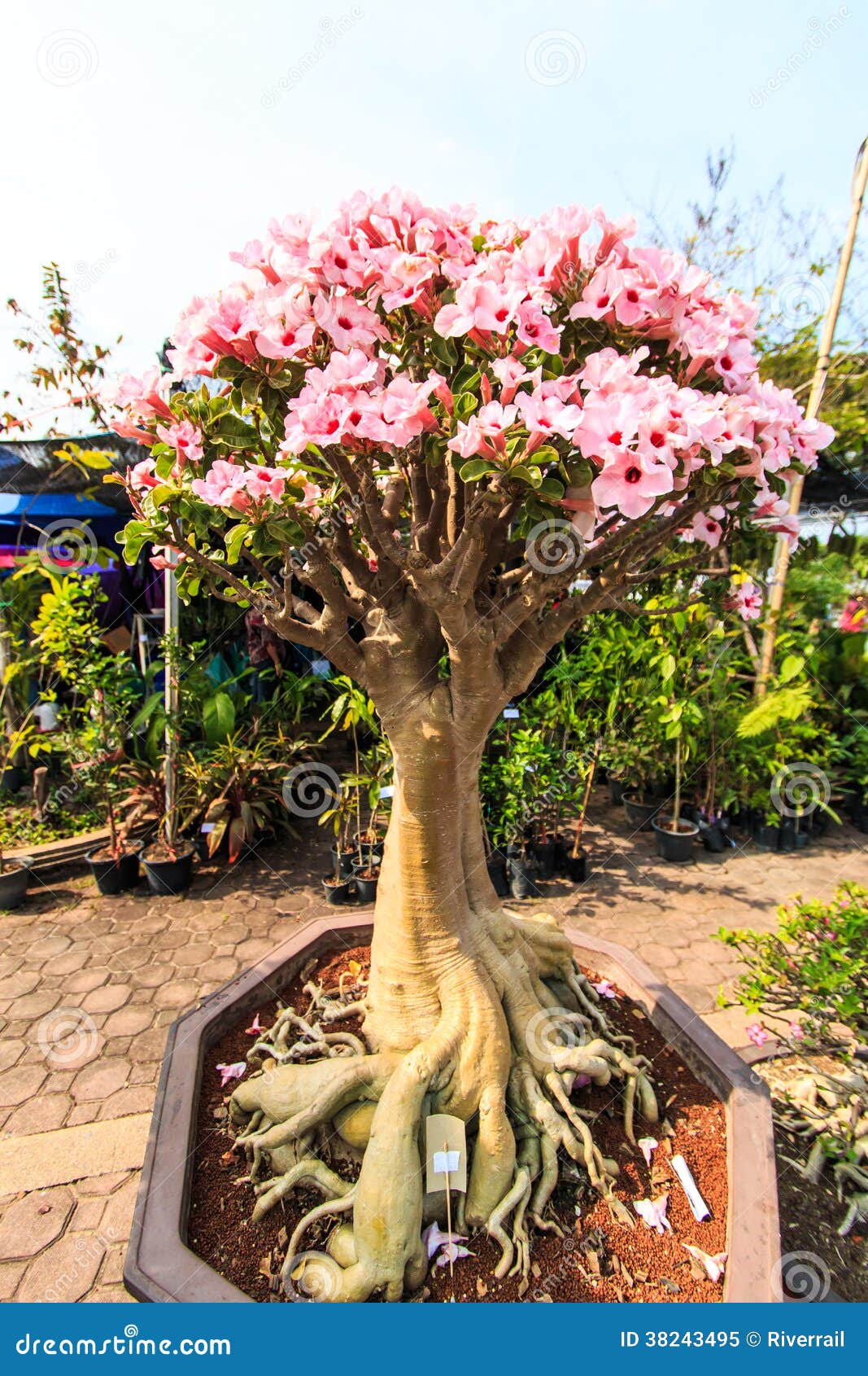 Adenium Obesum or Bonsai Tree Stock Image - Image of apocynaceae ...