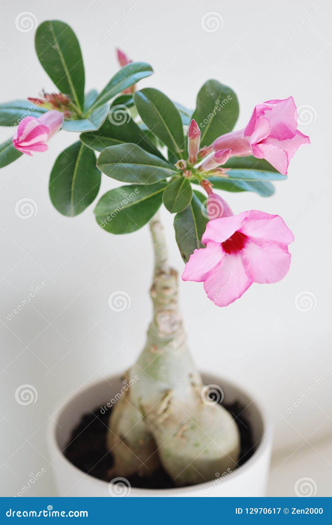 Adenium Obesum Desert Rose stock image. Image of desert - 12970617